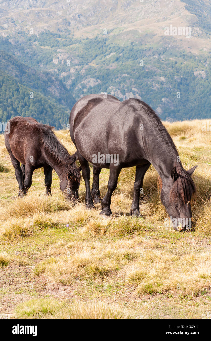 Cheval de merens hi-res stock photography and images - Alamy