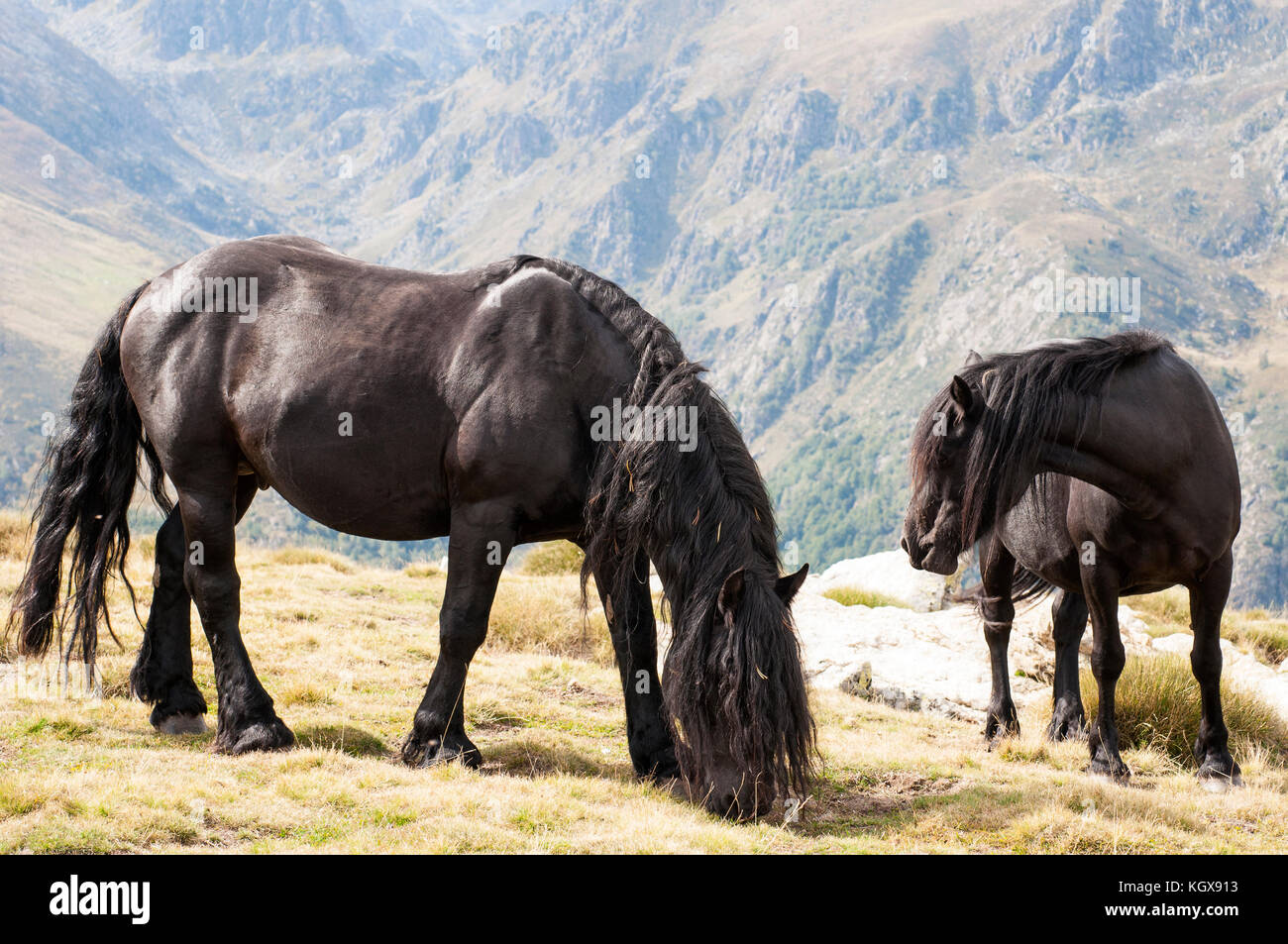 Meren horses hi-res stock photography and images - Alamy