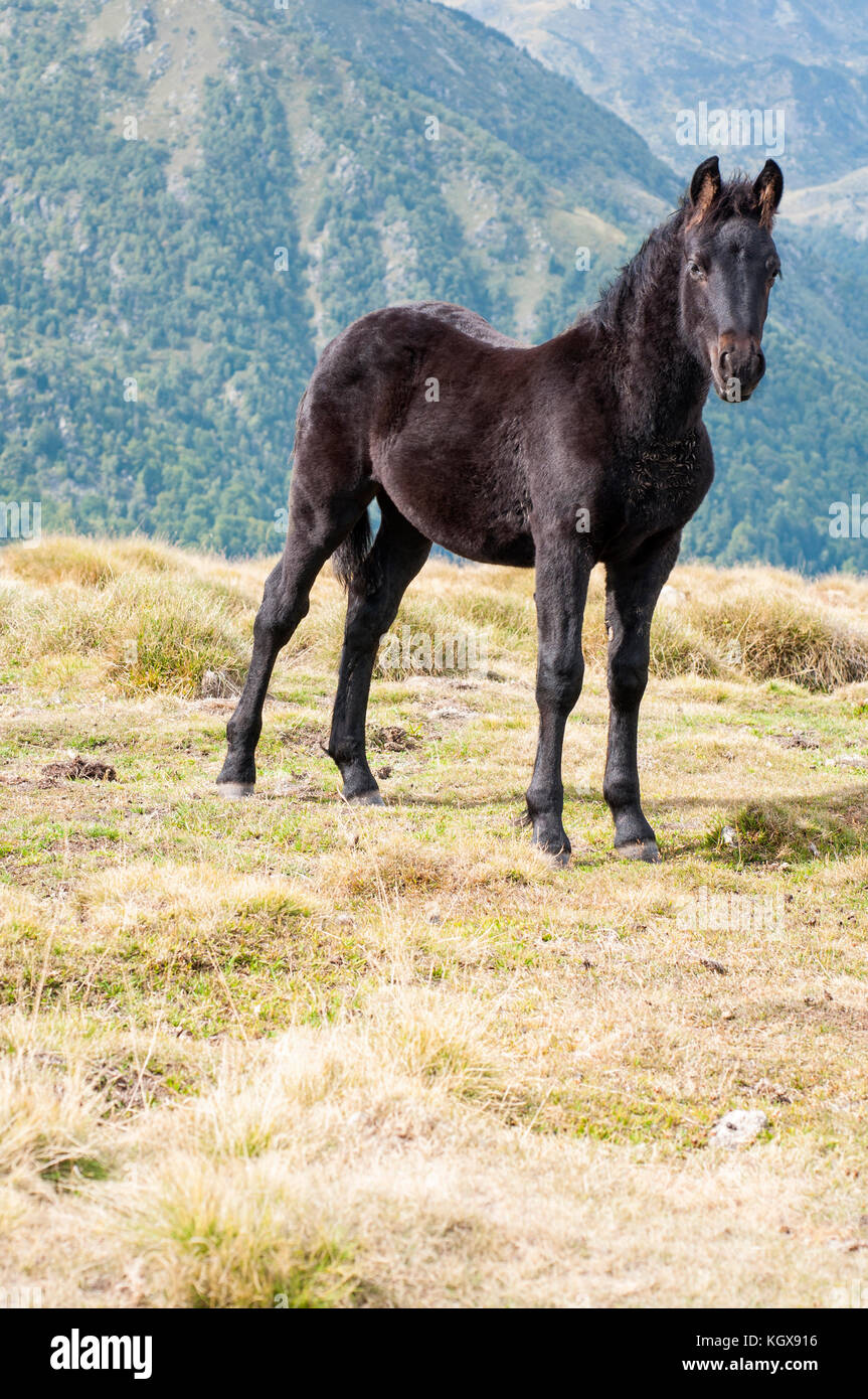 Meren horse hi-res stock photography and images - Alamy