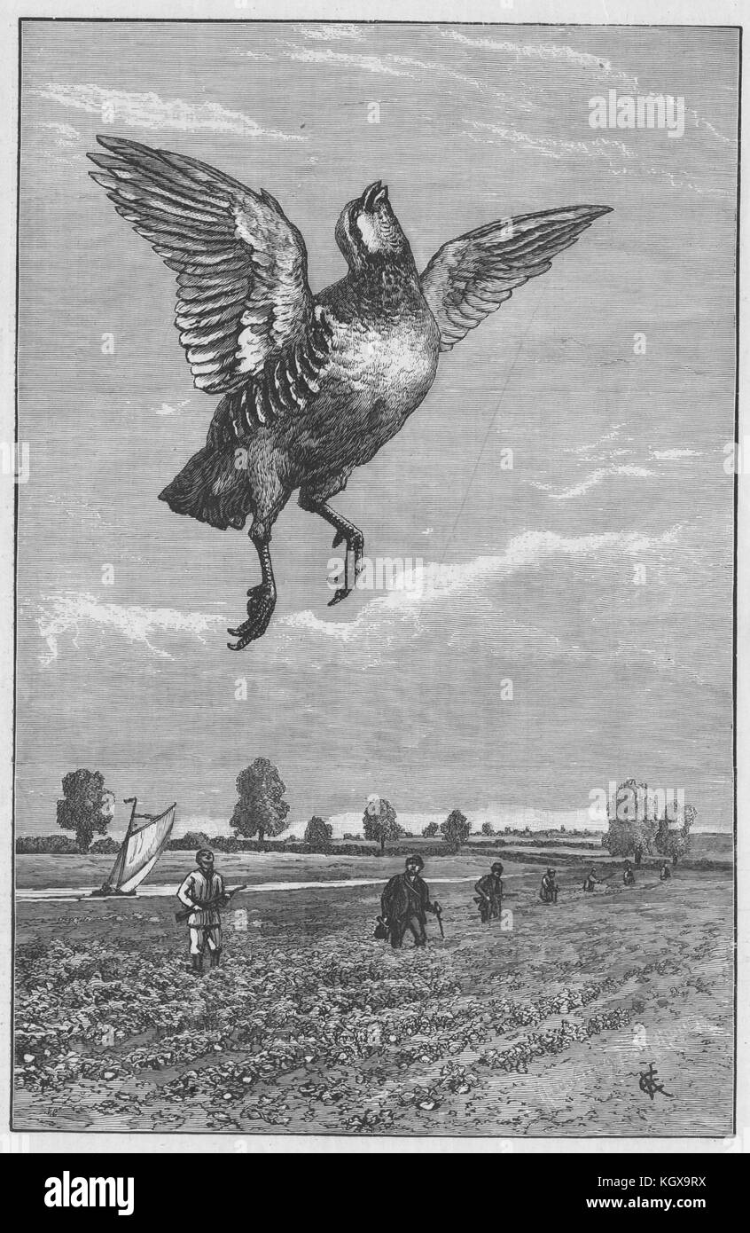 Partridge shooting in Norfolk a towering Frenchman 1888. The ...