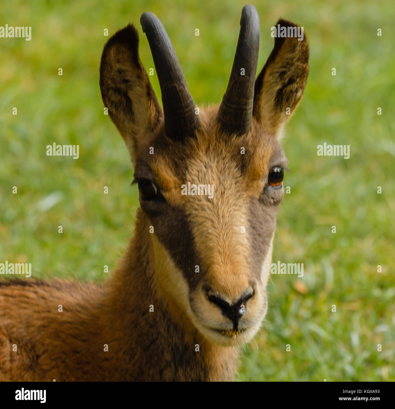 Typical mask hi-res stock photography and images - Alamy