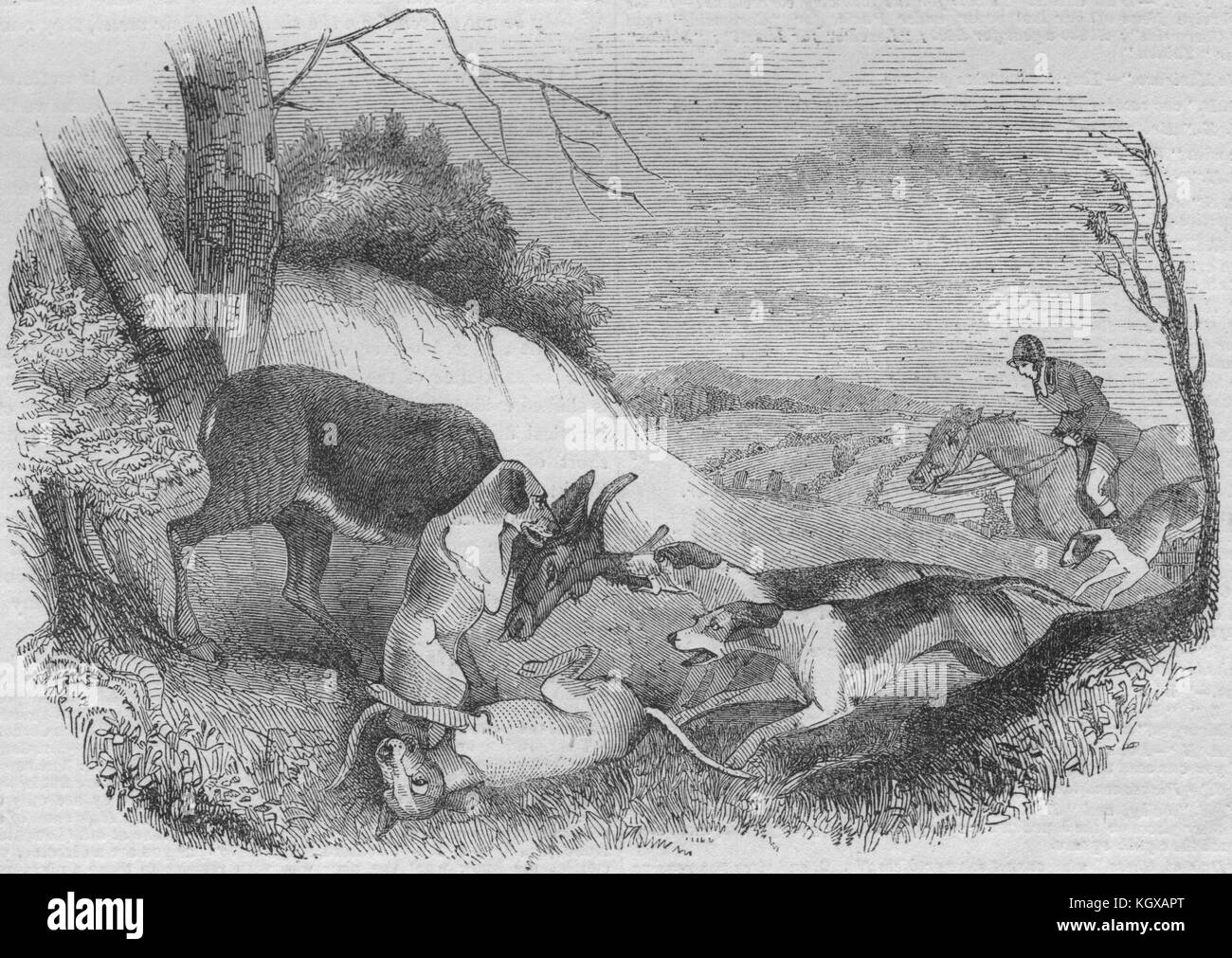 The stag at bay. Deer 1843. The Illustrated London News Stock Photo - Alamy