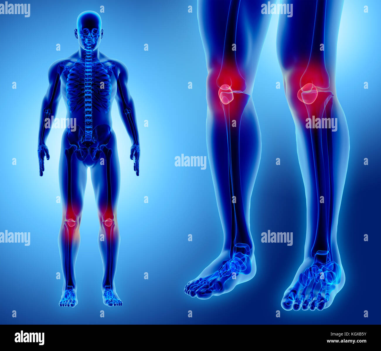 3D illustration of Patella - Part of Human Skeleton Stock Photo - Alamy
