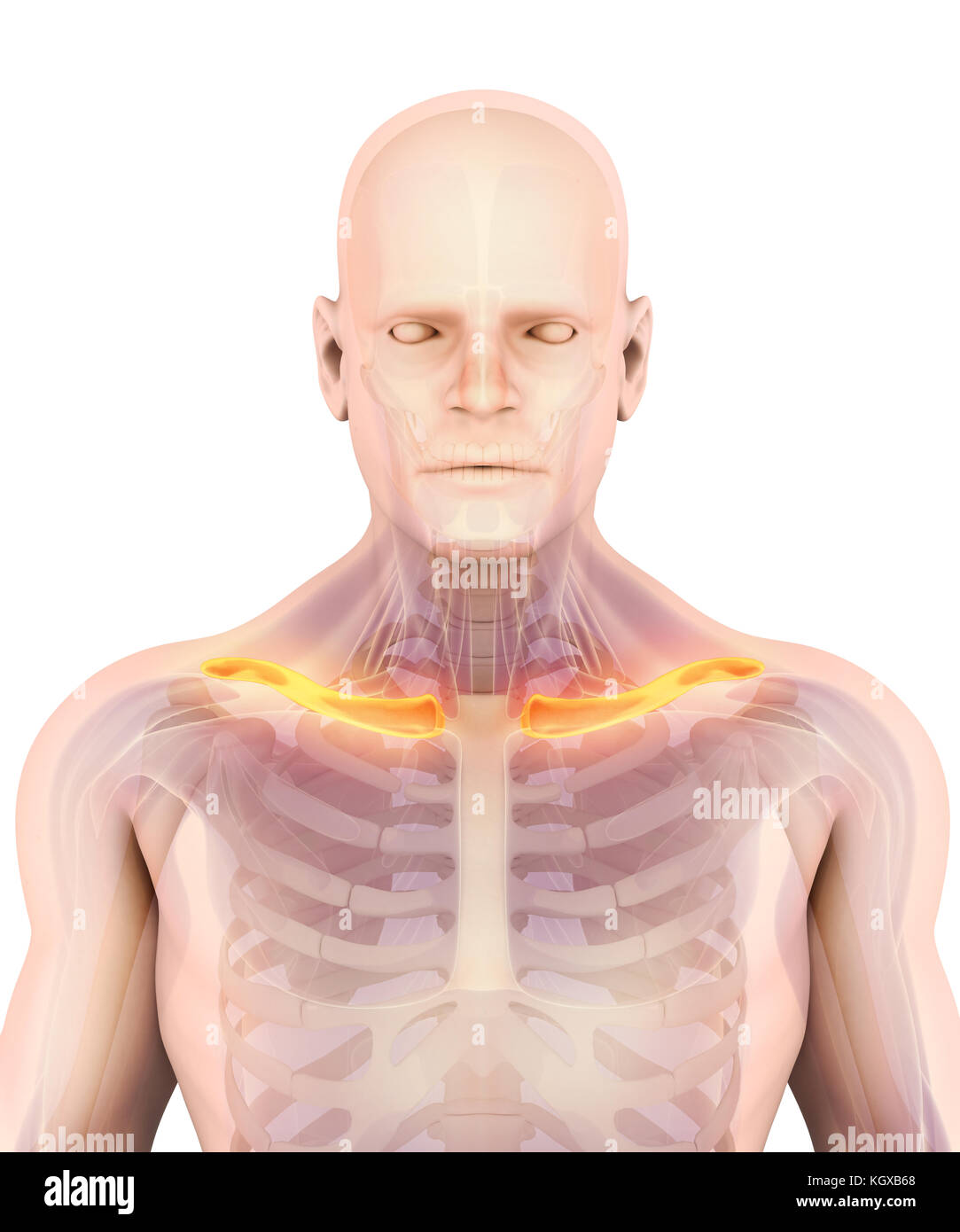 3D illustration of Clavicle - Part of Human Skeleton Stock Photo - Alamy
