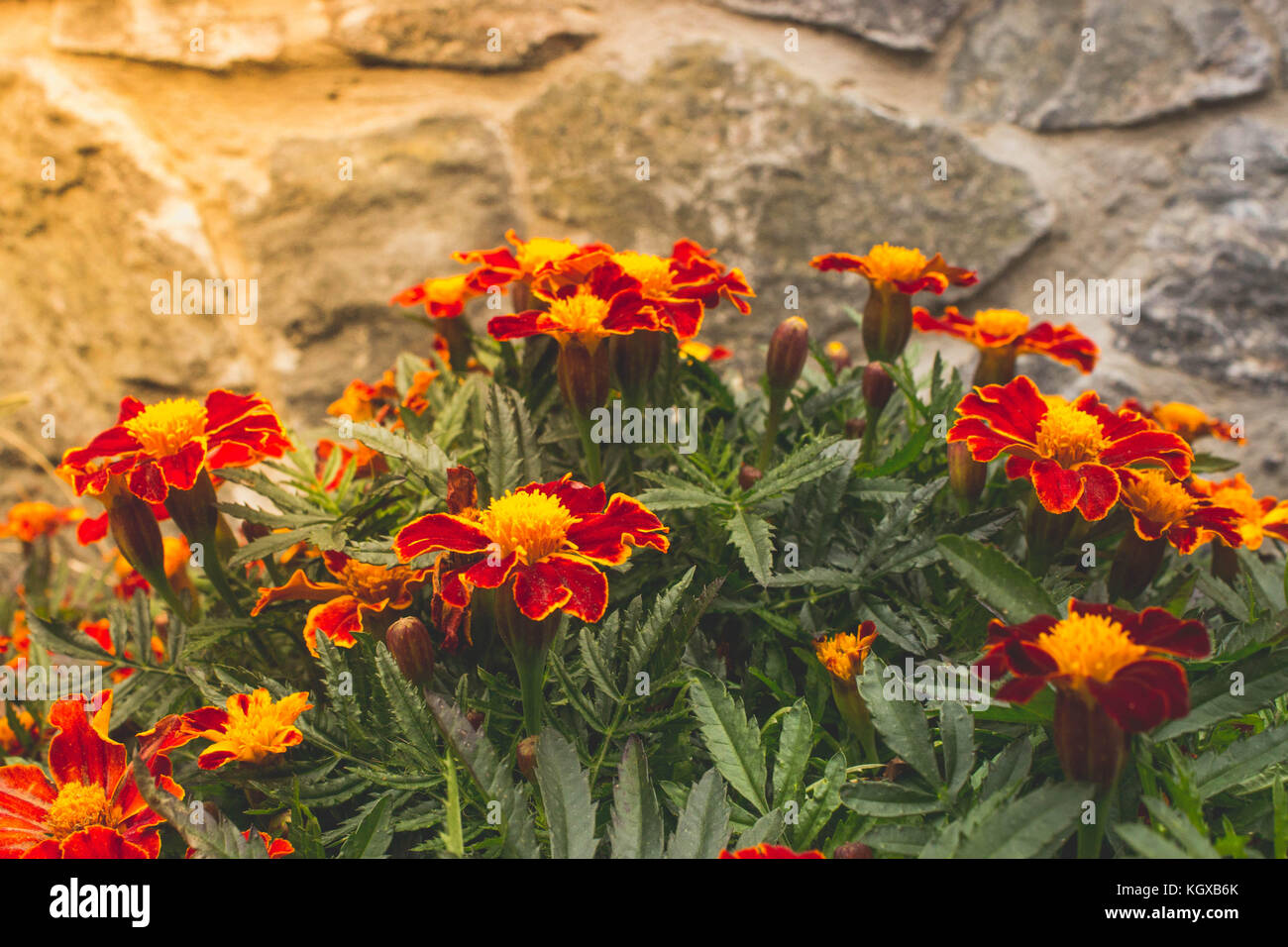 Aztec backdrop hi-res stock photography and images - Alamy