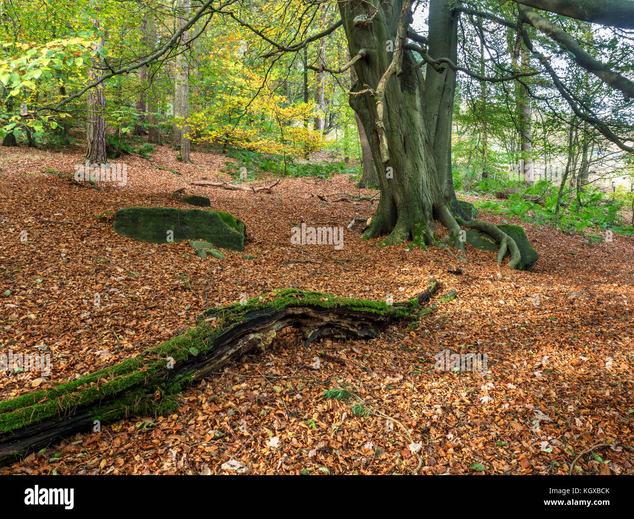 Leaves under the tree hi-res stock photography and images - Alamy