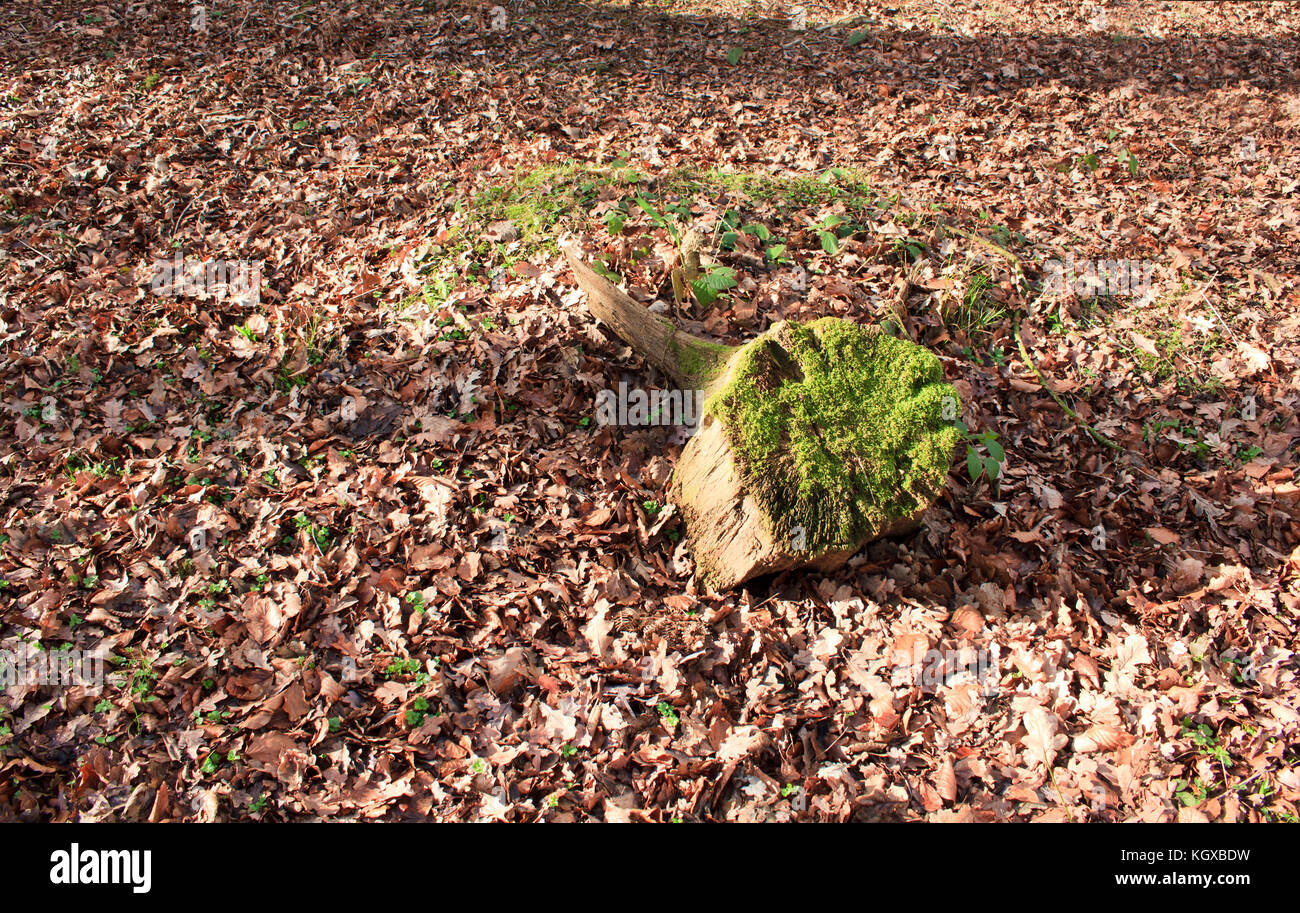 British seasons hi-res stock photography and images - Alamy