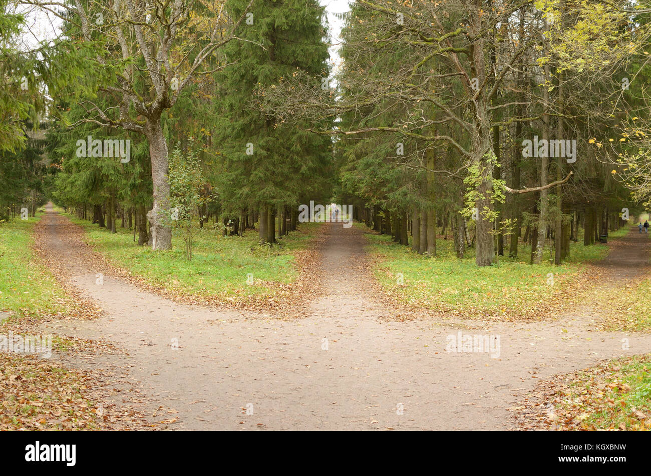 Three paths in the woods lead in different directions Stock Photo - Alamy