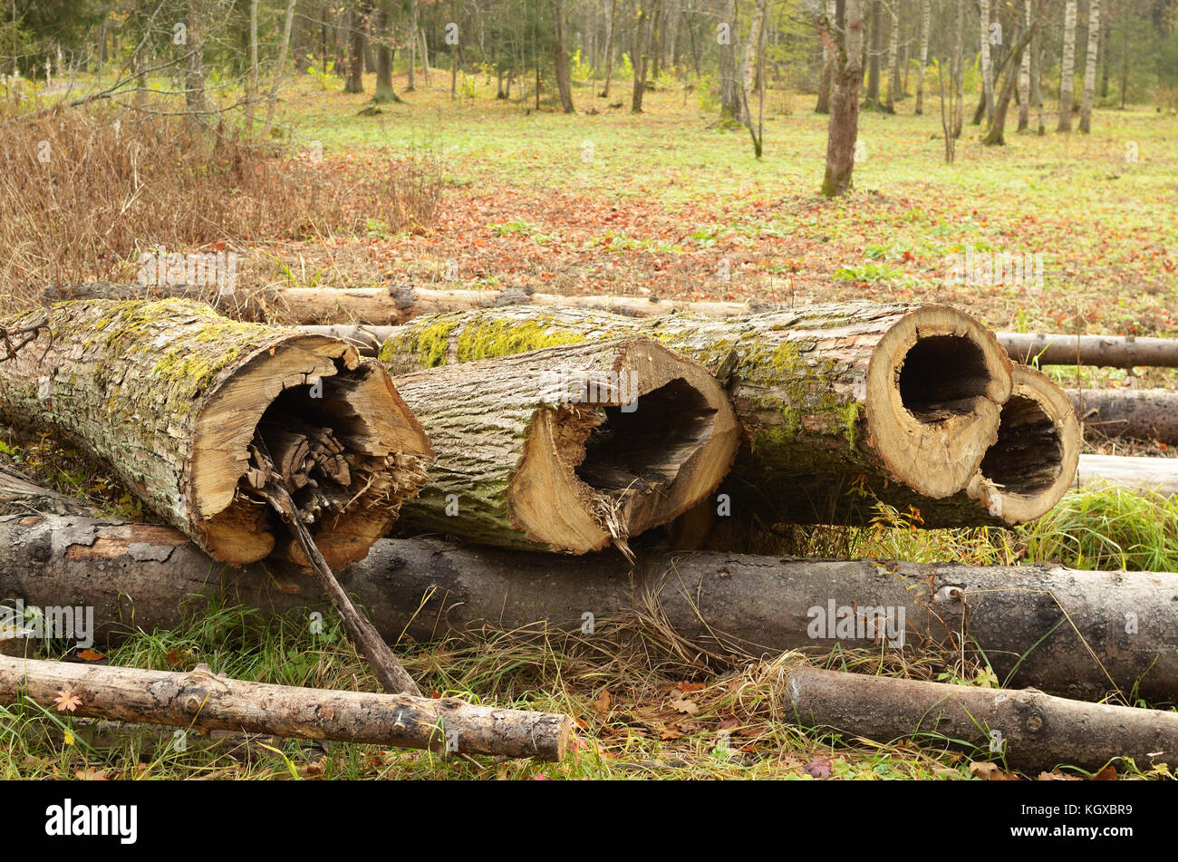 Cleaning the woods from garbage.Dead trees cut down Stock Photo - Alamy