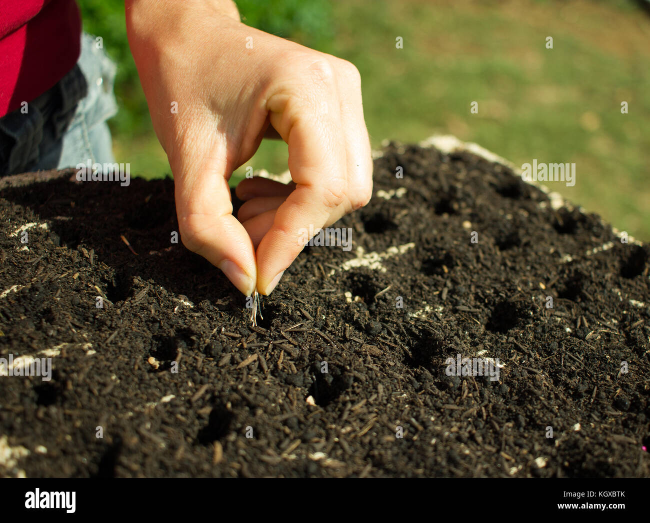 Woman Hand Planting seeds on germination tray Stock Photo - Alamy