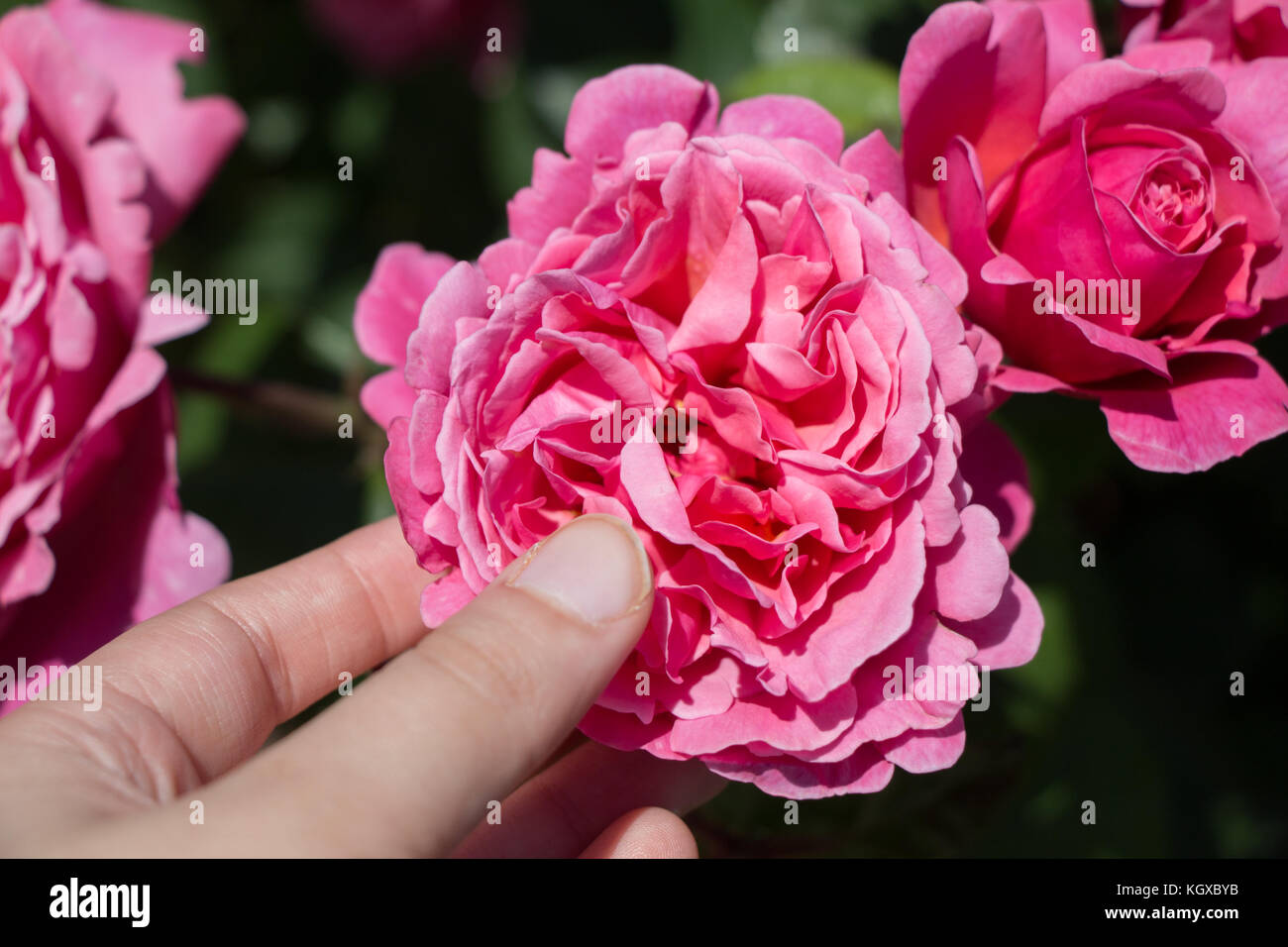 Hand holding a colorful Rose Flower Stock Photo - Alamy