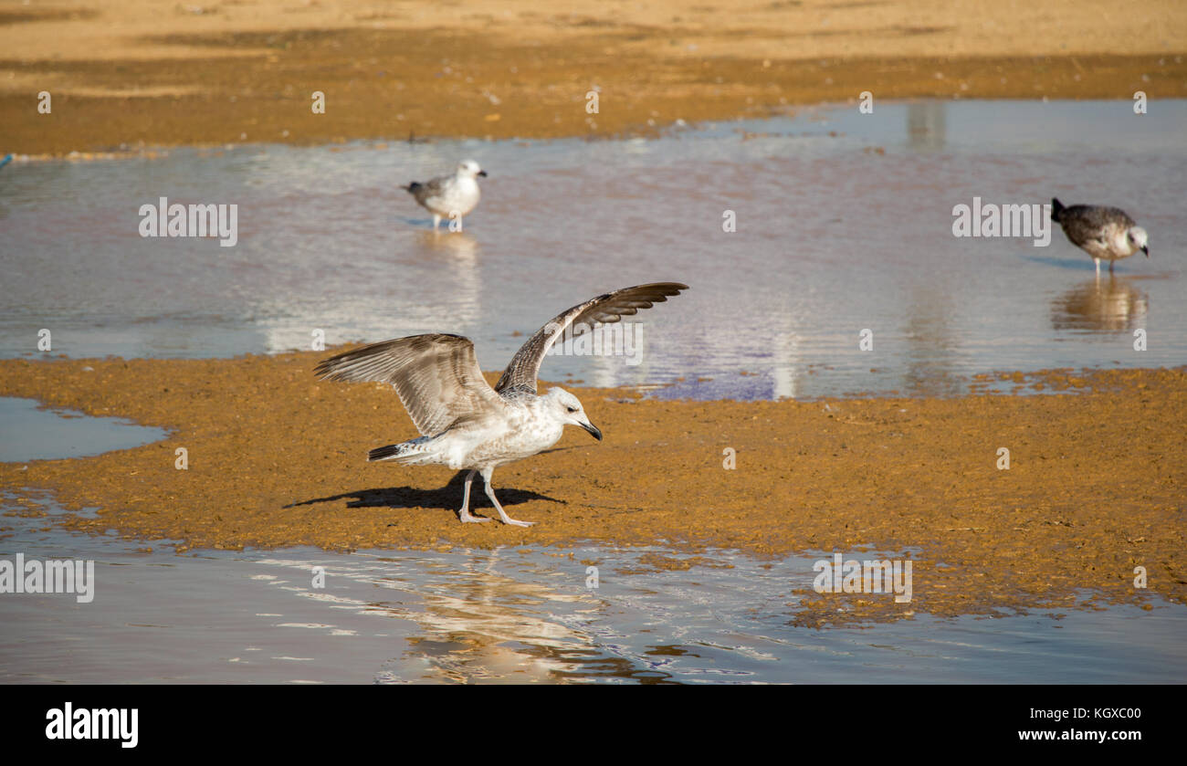Seagulls on rest on ground with muddy waters Stock Photo - Alamy