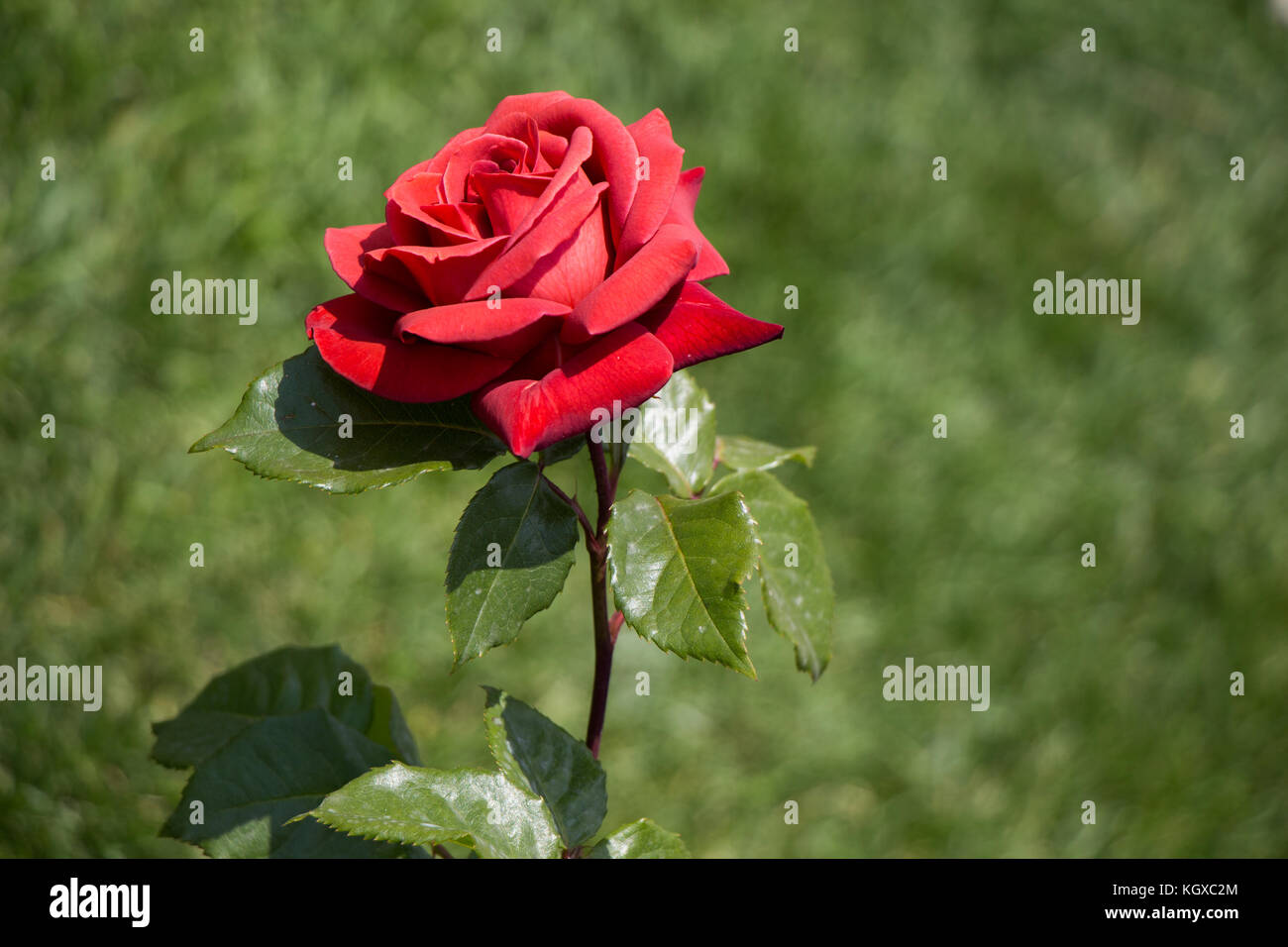 Beautiful colorful Rose Flower on garden background Stock Photo - Alamy