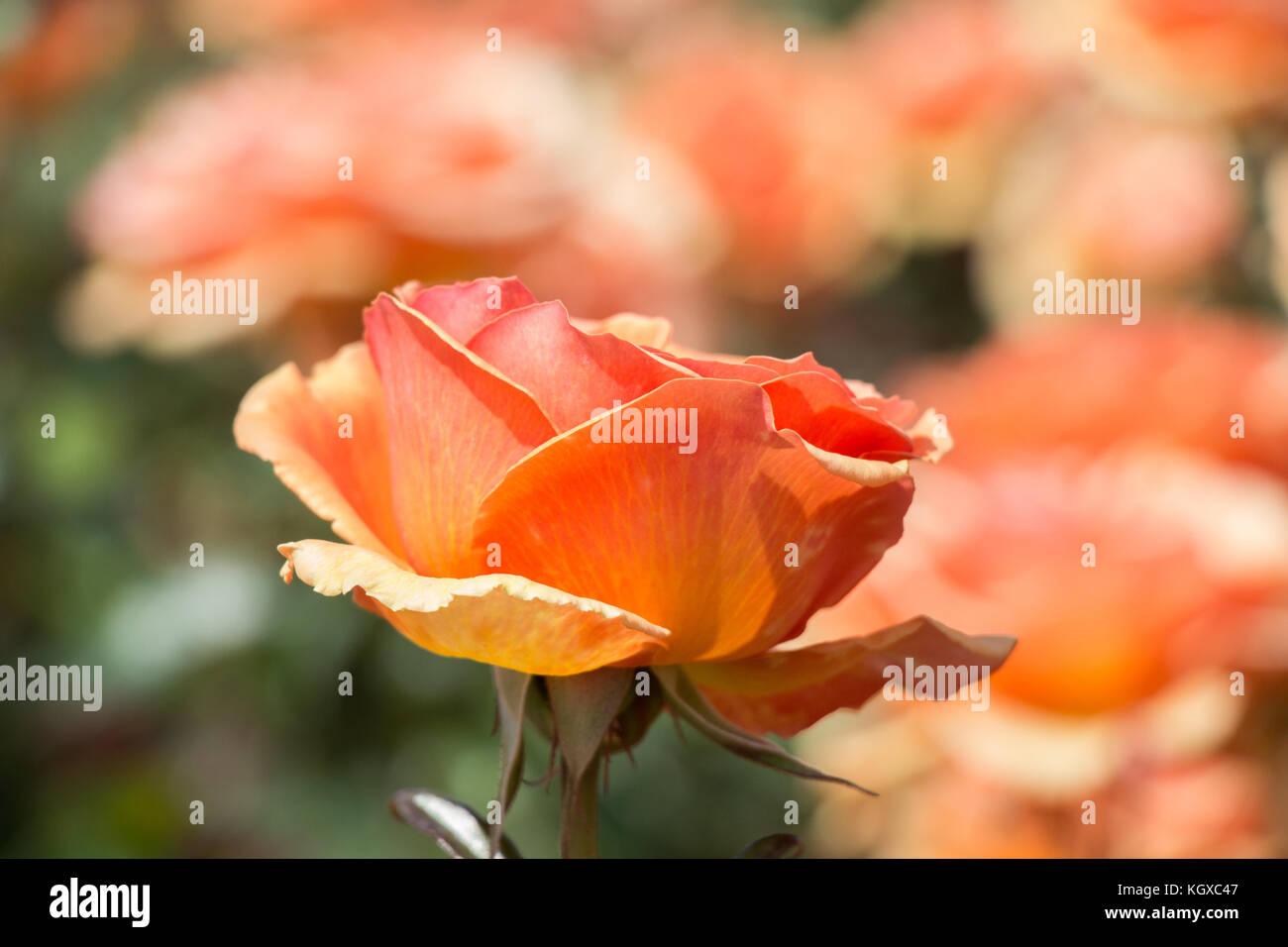 Beautiful fresh roses in close up view Stock Photo - Alamy