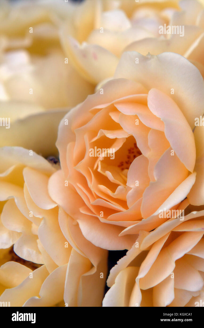 Cream roses hi-res stock photography and images - Alamy