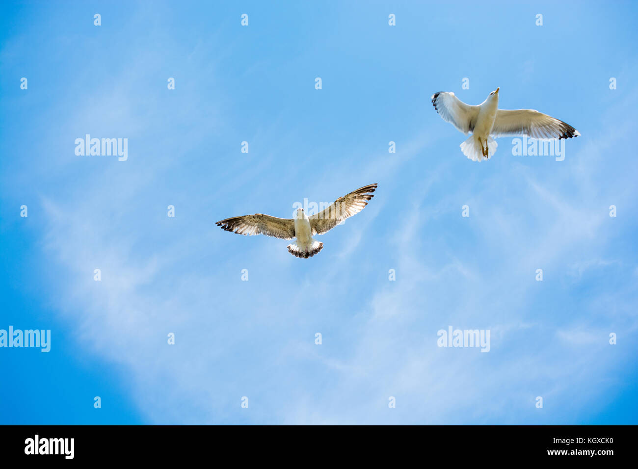 Two seagulls flying in a sky as a background Stock Photo - Alamy