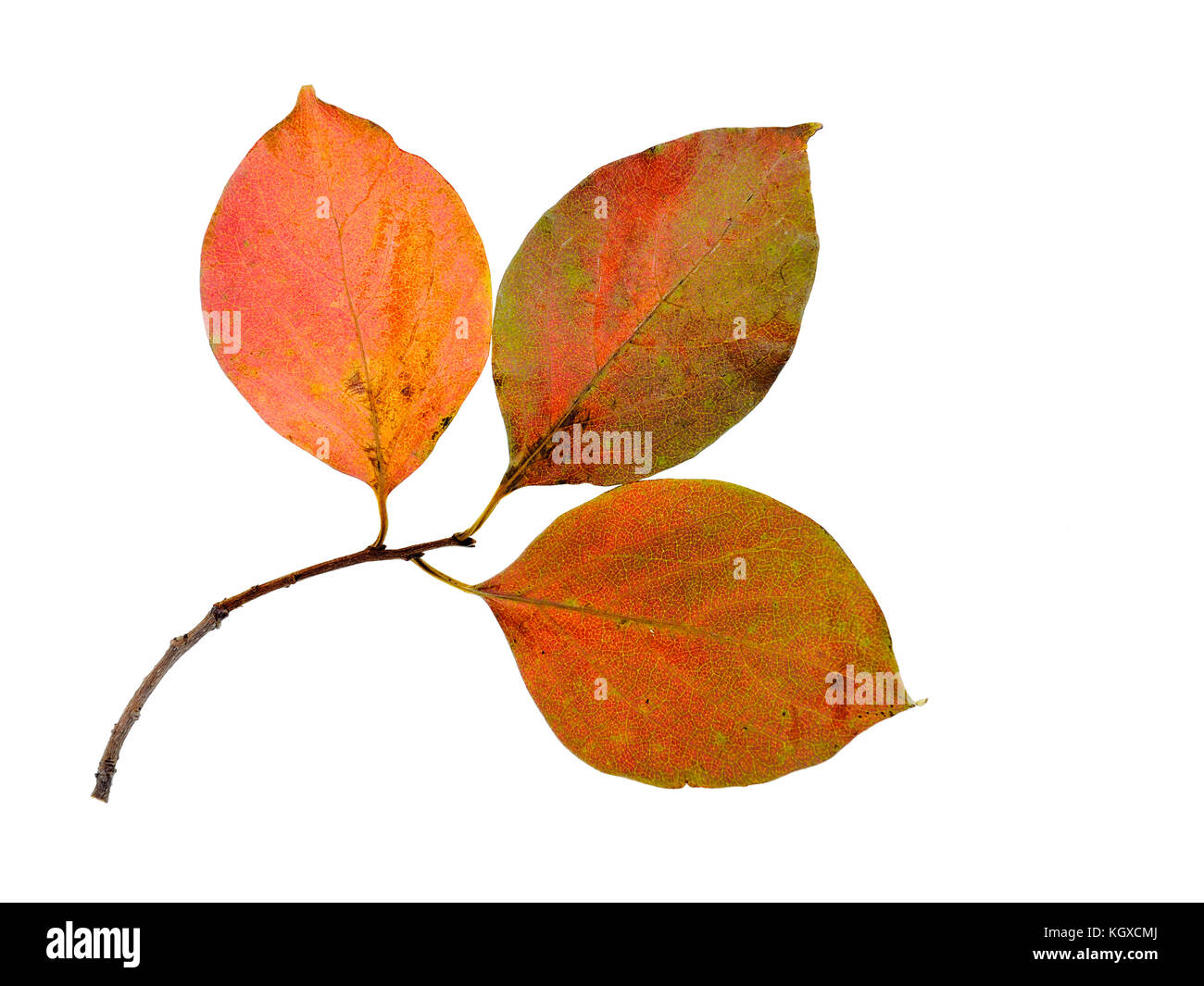 Detail of the structure and persimmon leaves collected in autumn ...