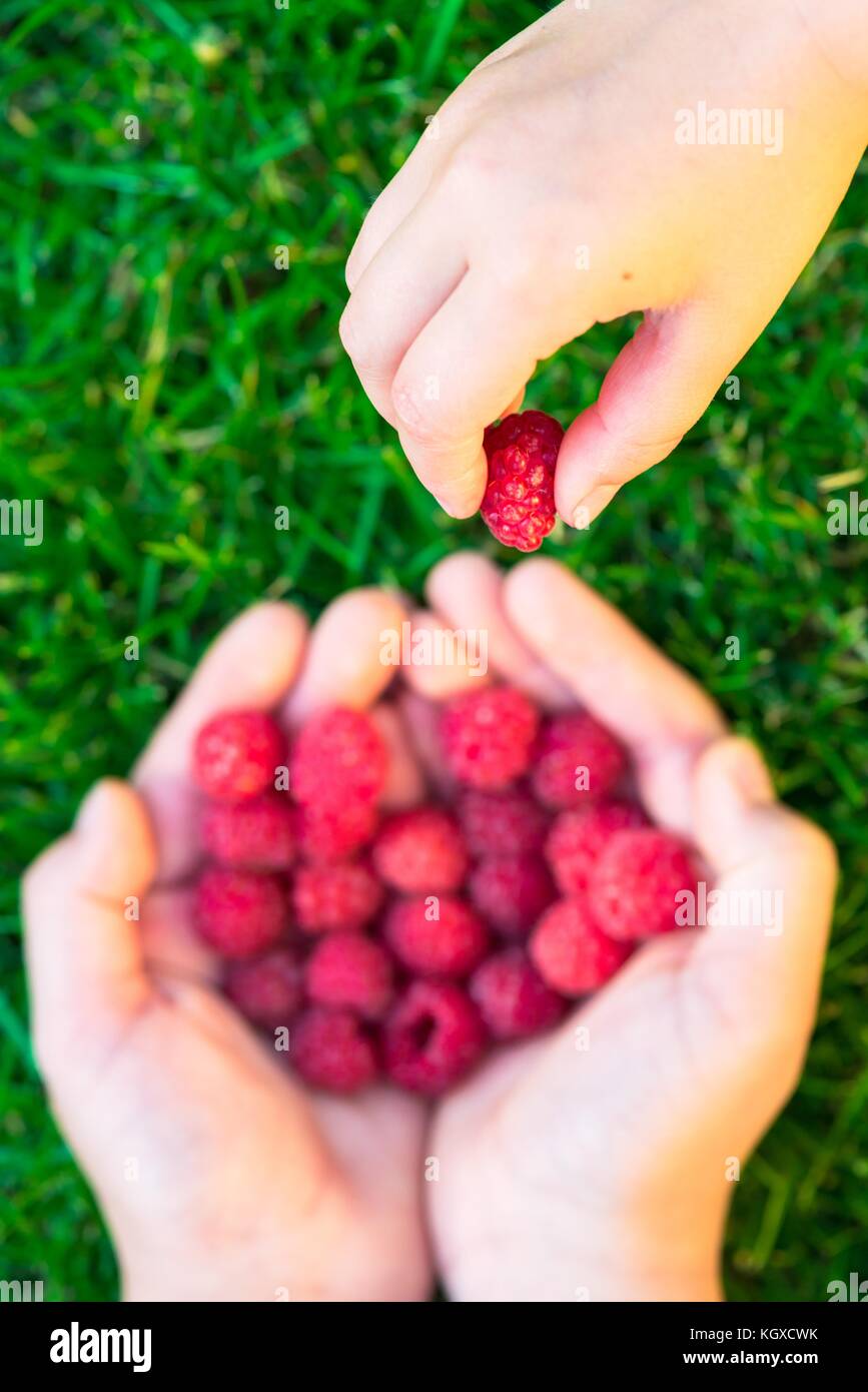 Child taking raspberries with mother's hands on green grass background ...