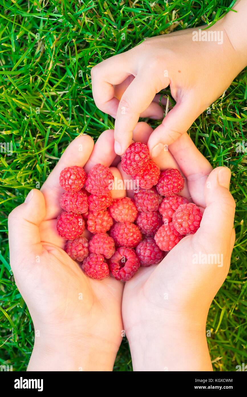 Child taking raspberries with mother's hands on green grass background ...