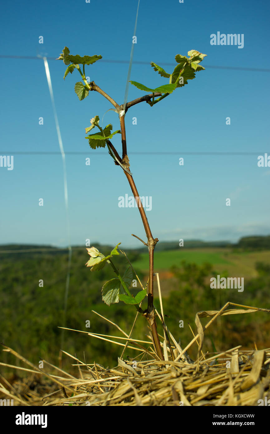 Sprouts on a Small Grape Tree Tied up to the Wire Stock Photo - Alamy