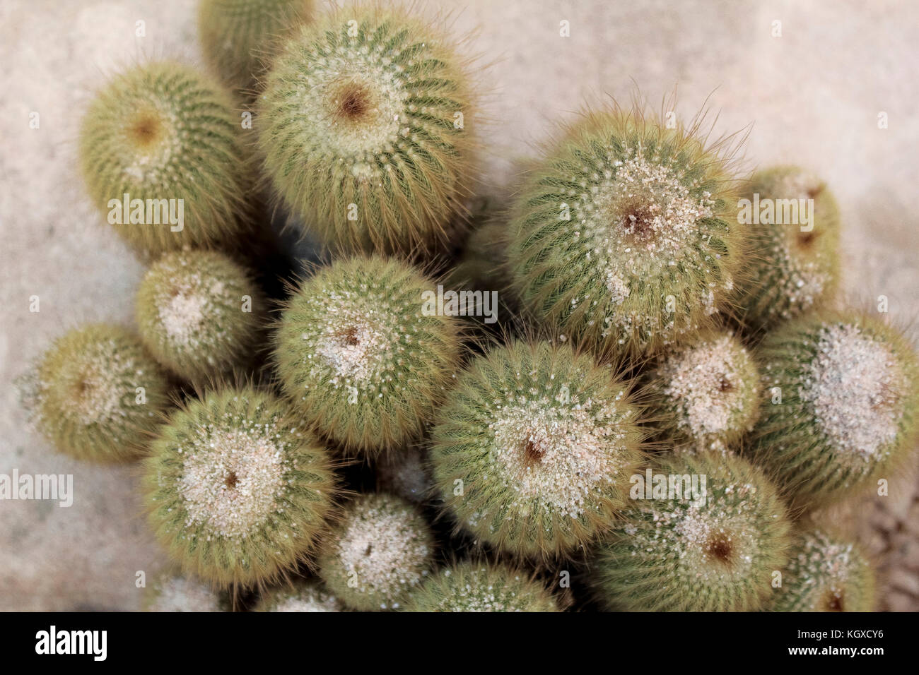 Cactus plants photographed from above Stock Photo - Alamy