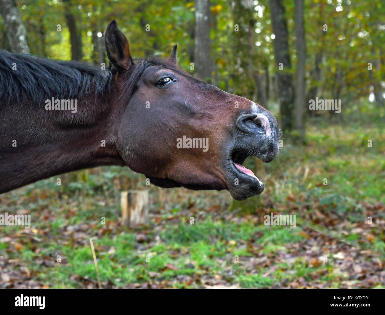 Horse Head shot Stock Photo - Alamy