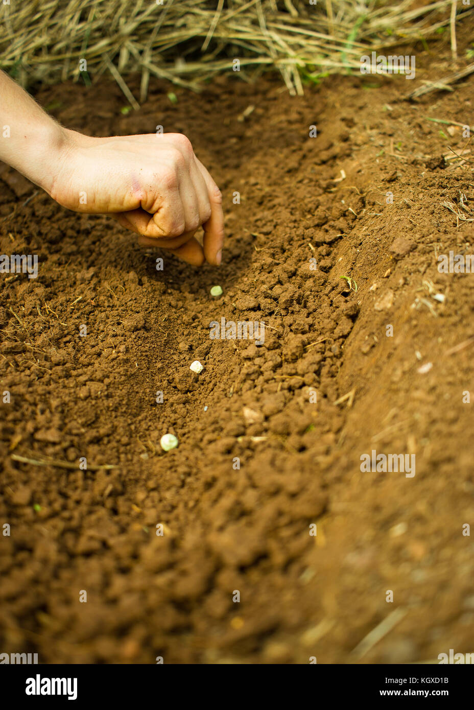 Woman sow bean seeds garden hi-res stock photography and images - Alamy