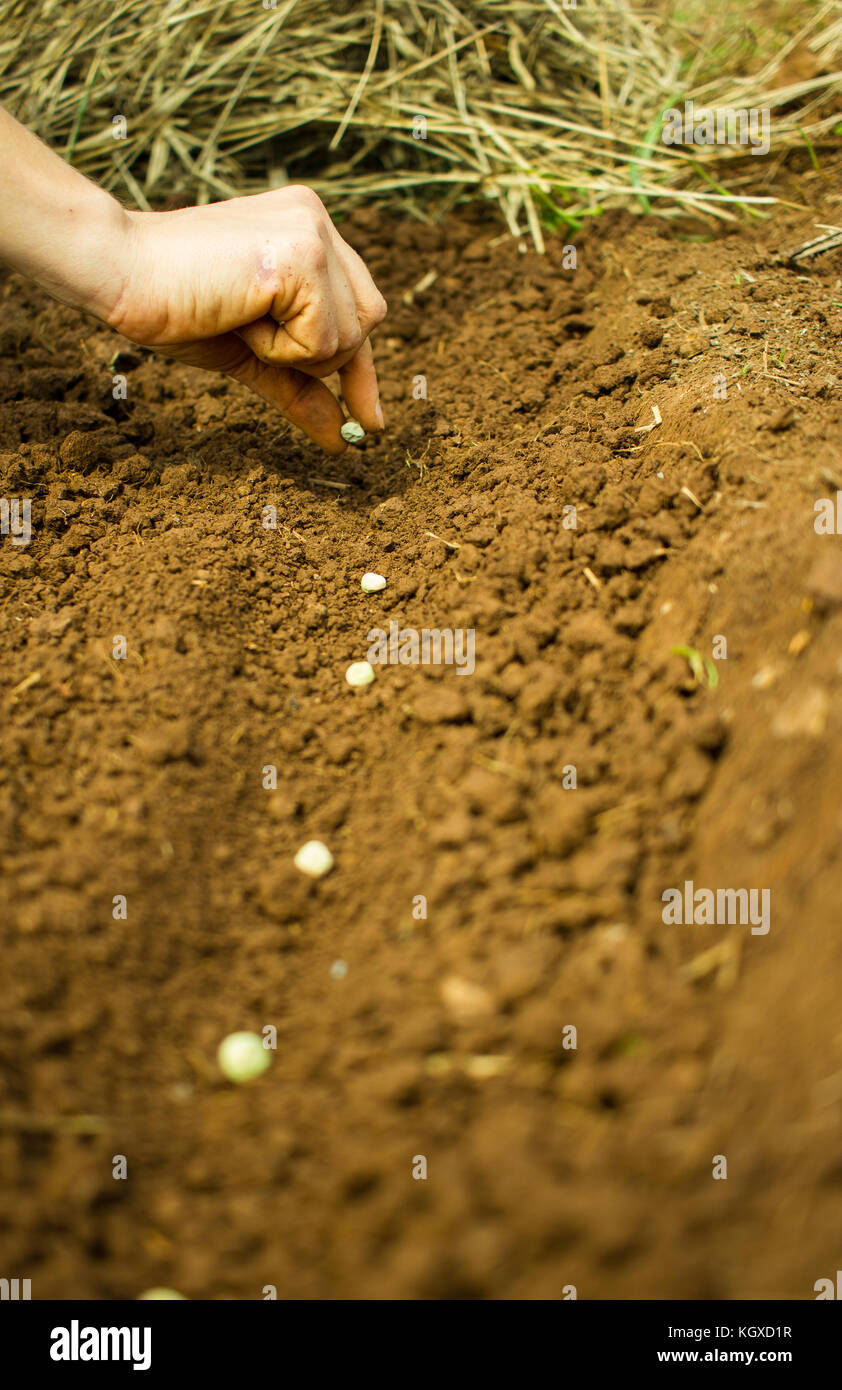 Woman Hand Planting Seeds into the Soil Stock Photo - Alamy