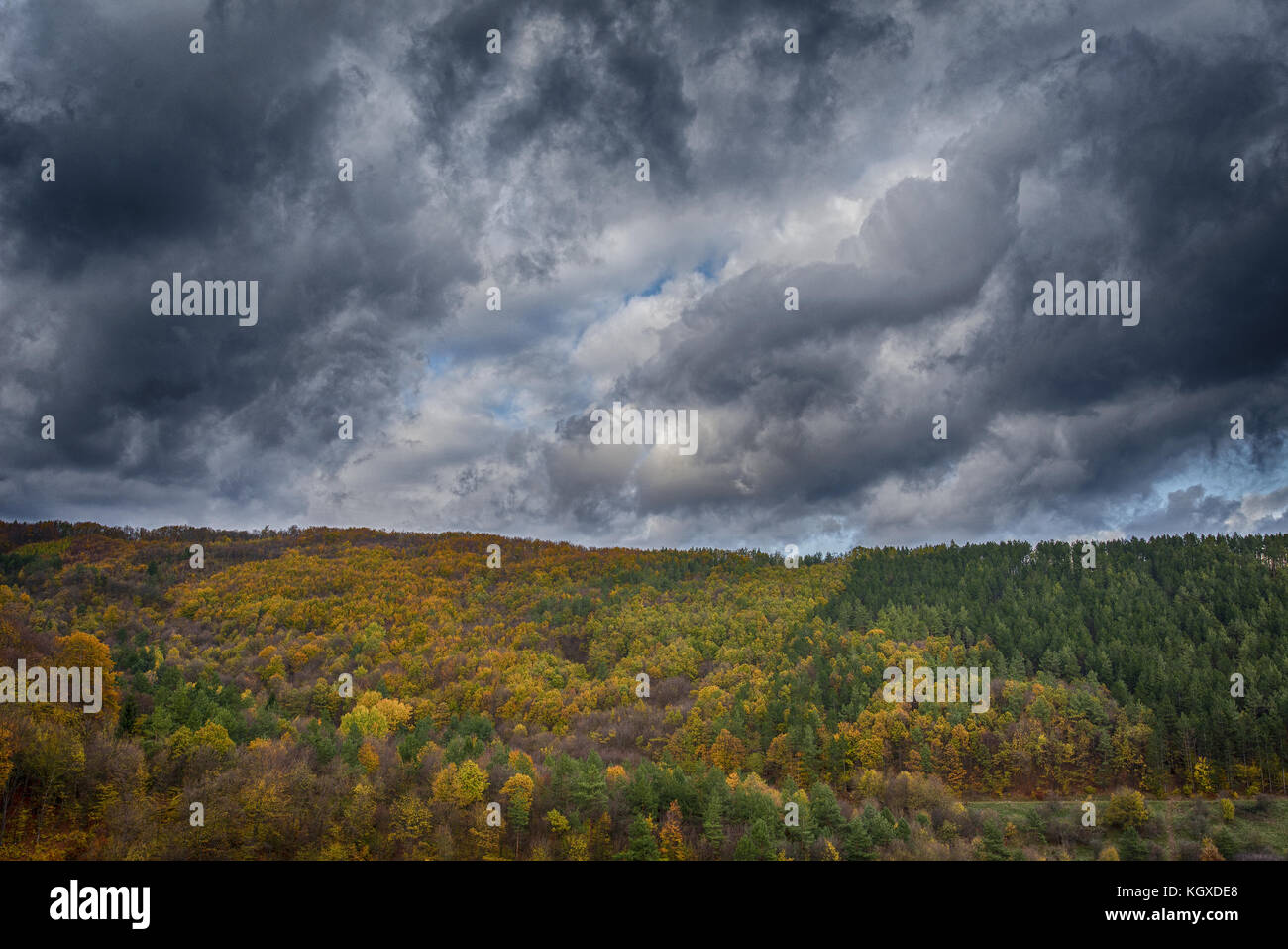 Forest in the fall with stormy clouds. Autumn concept Stock Photo - Alamy