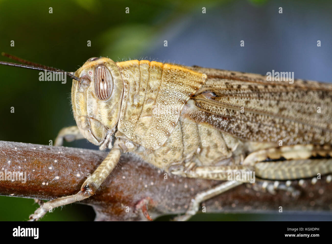 Grasshopper river hi-res stock photography and images - Alamy