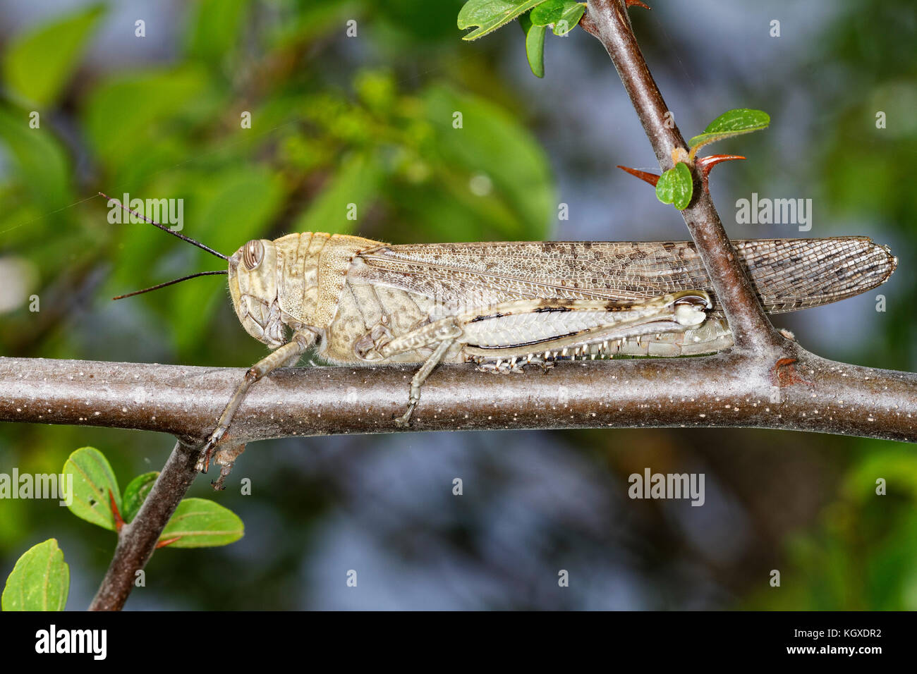 The grasshopper on a twig Stock Photo - Alamy