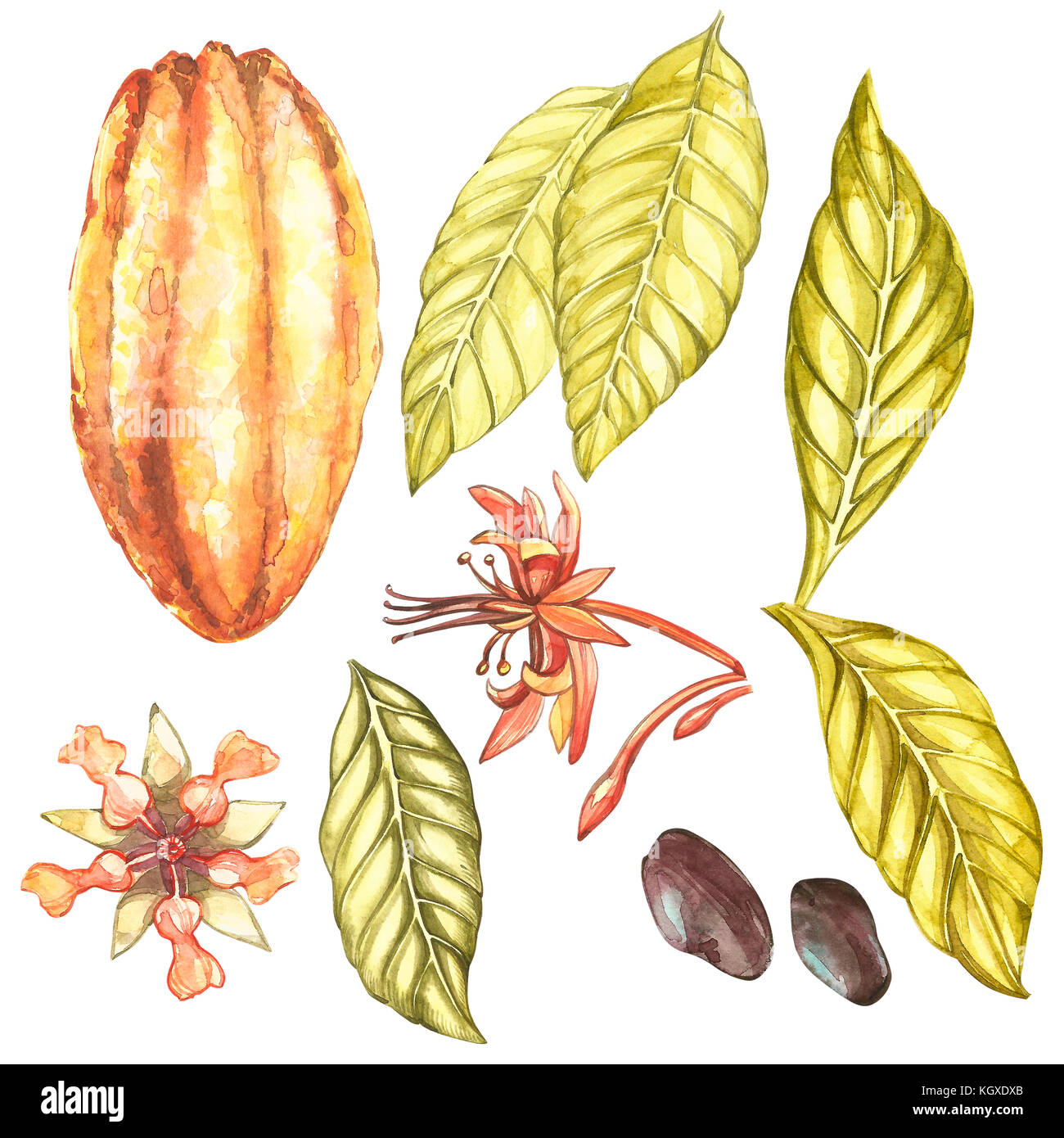 Cacao tree botanical drawing hi-res stock photography and images - Alamy