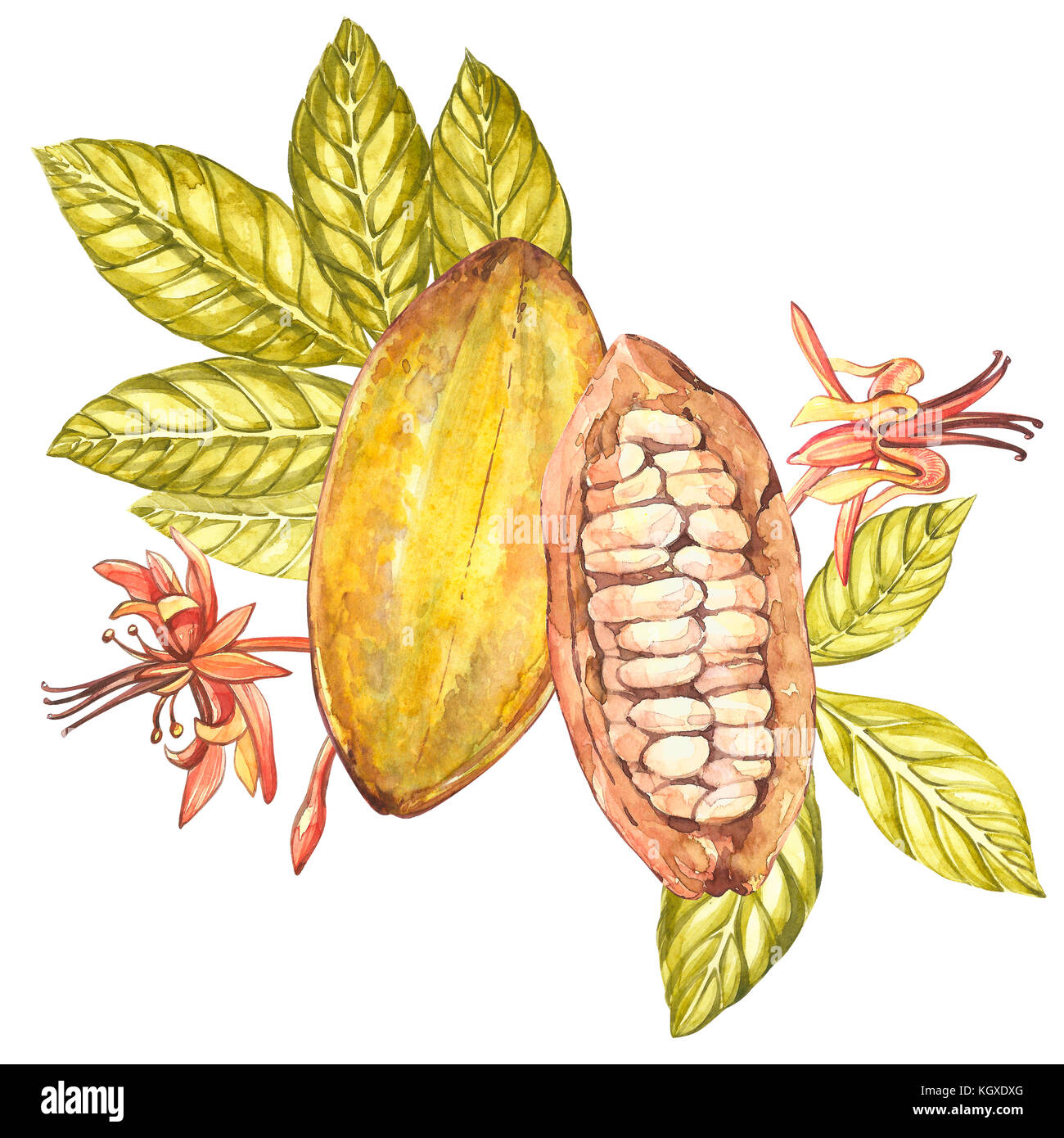 Set of botanical illustration. Watercolor cocoa fruit collection ...