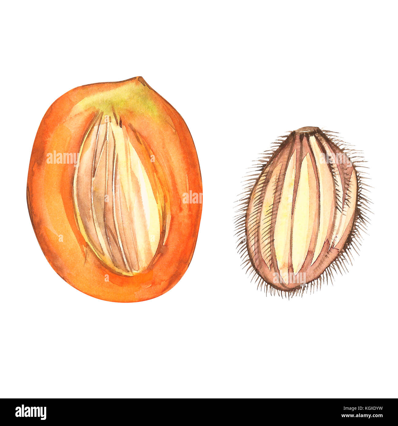 Cut mango from tree hi-res stock photography and images - Alamy