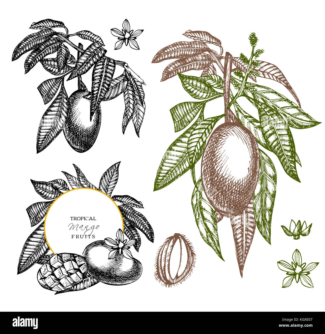 Mango Tree Line Drawing