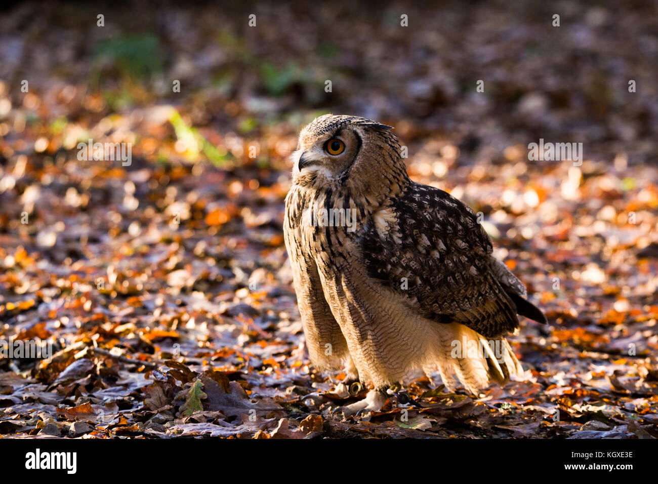 Owl walking hi-res stock photography and images - Alamy