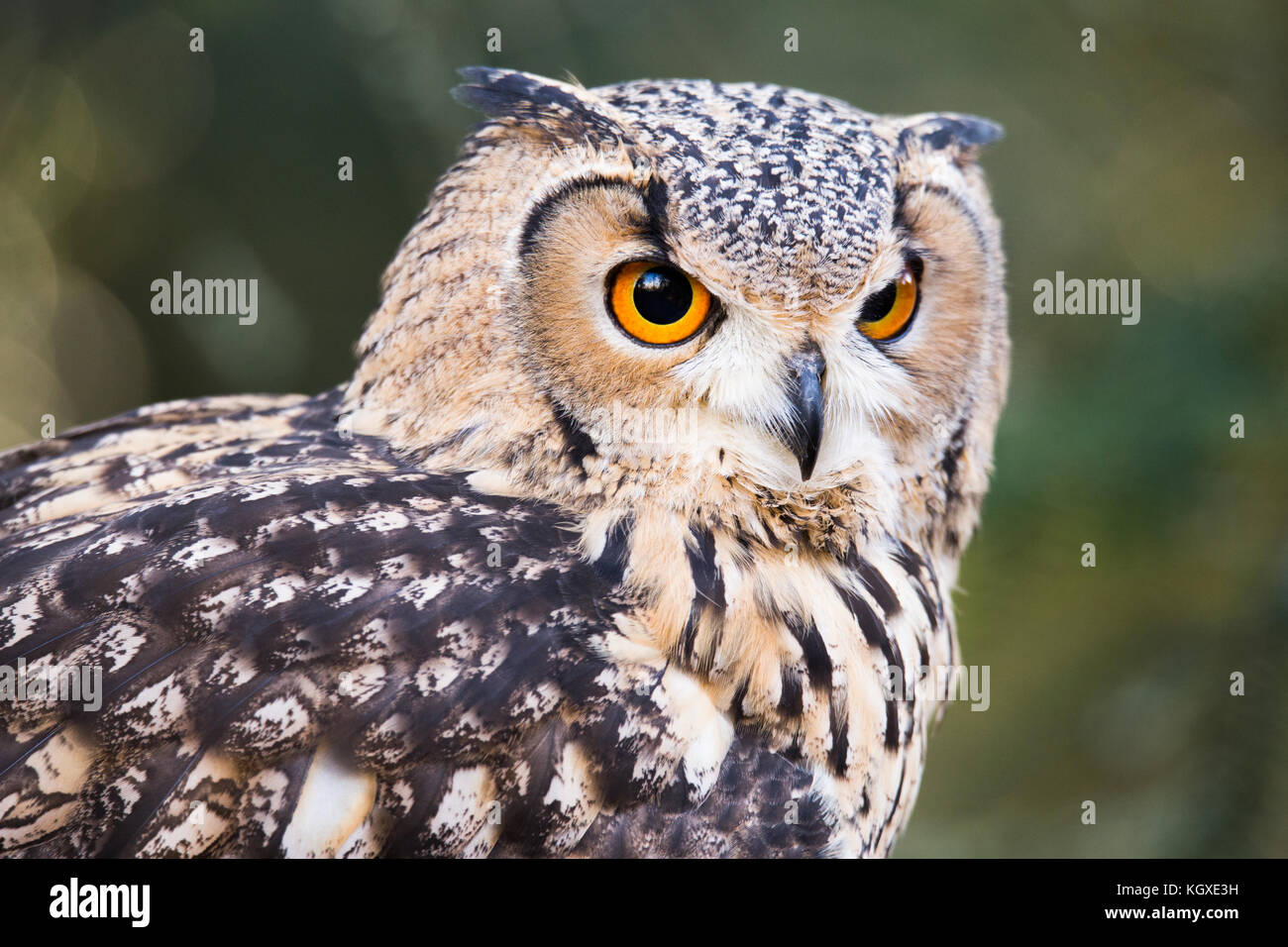 Eagle owl uk tree hi-res stock photography and images - Alamy