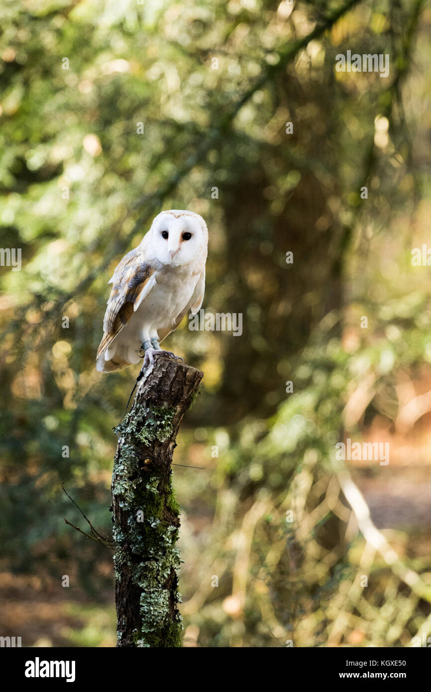 A Barn owl sitting on a tree, at a UK Zoo Stock Photo - Alamy