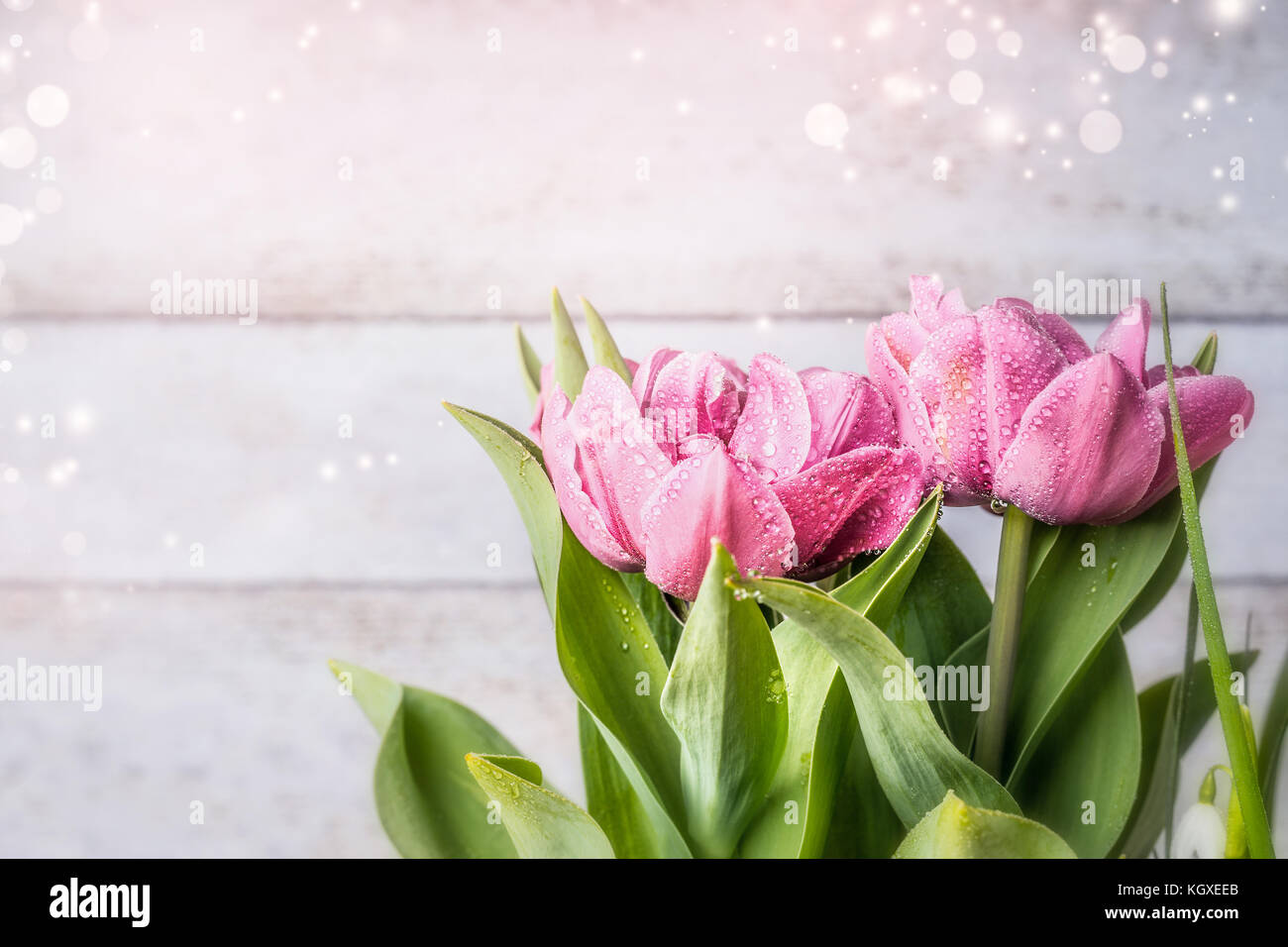 Pretty pink tulips blooming on light wooden background, front view ...