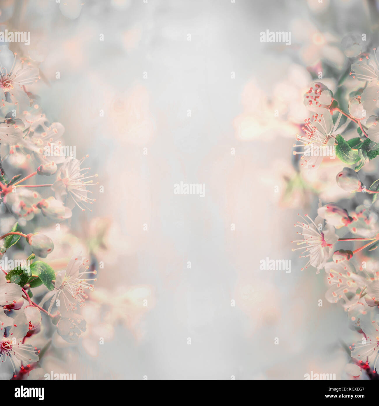 Beautiful cherry blossom floral nature background in pastel color ...