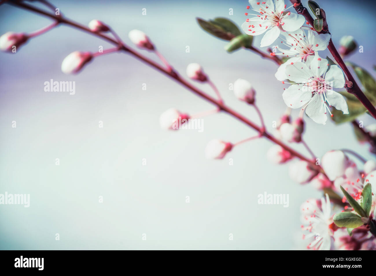 Beautiful japanese cherry sakura fine hi-res stock photography and ...