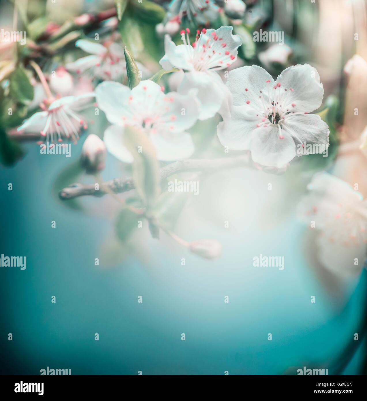 Pretty springtime blossom of cherry tree, close up Stock Photo - Alamy