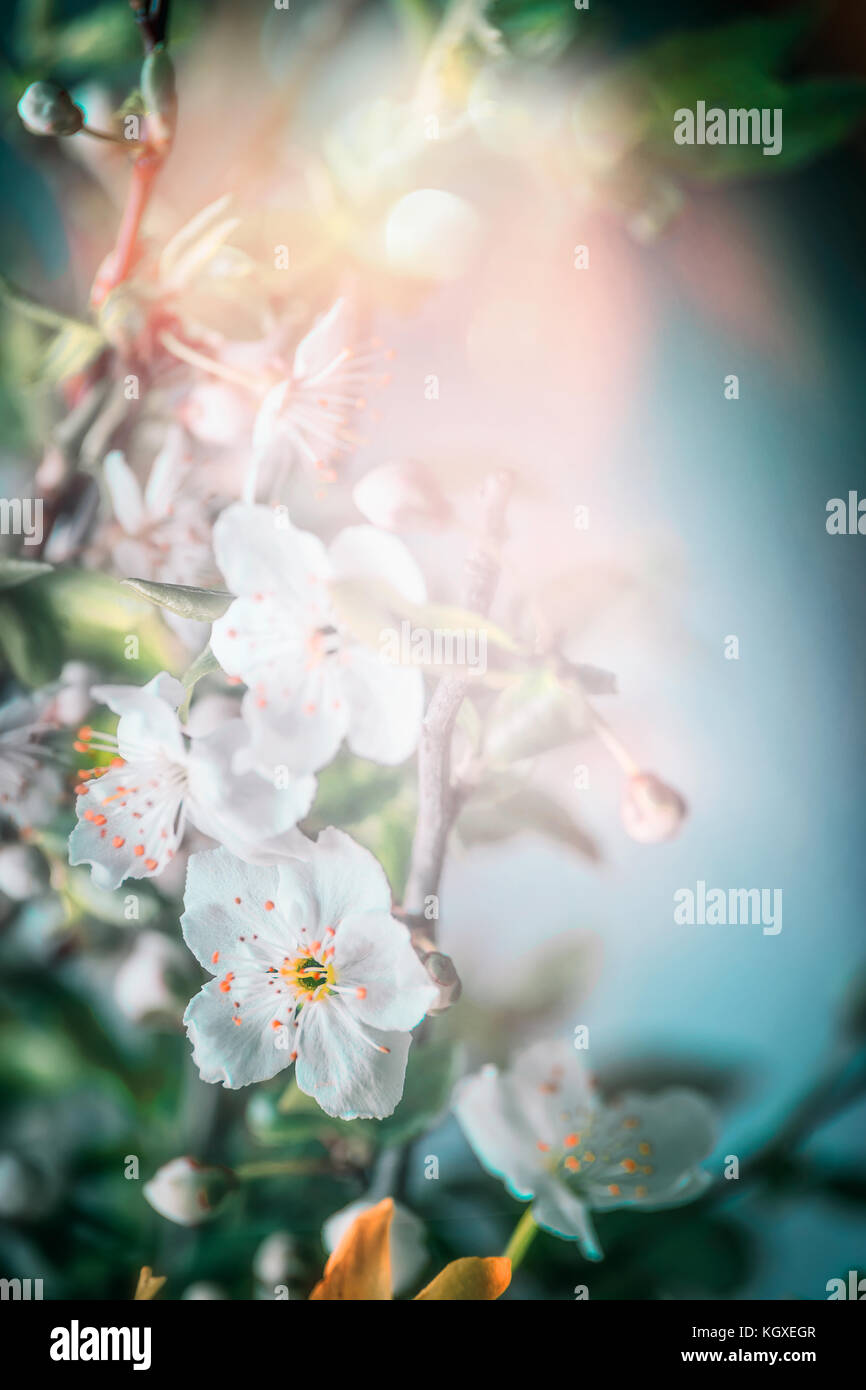 Amazing springtime blossom of tree, close up Stock Photo - Alamy