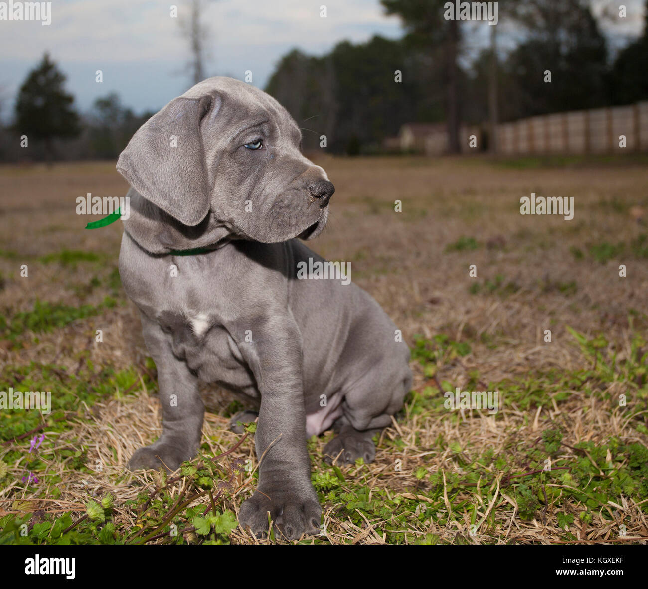 Gray Great Dane puppy that is purebred on a grassy field Stock Photo ...