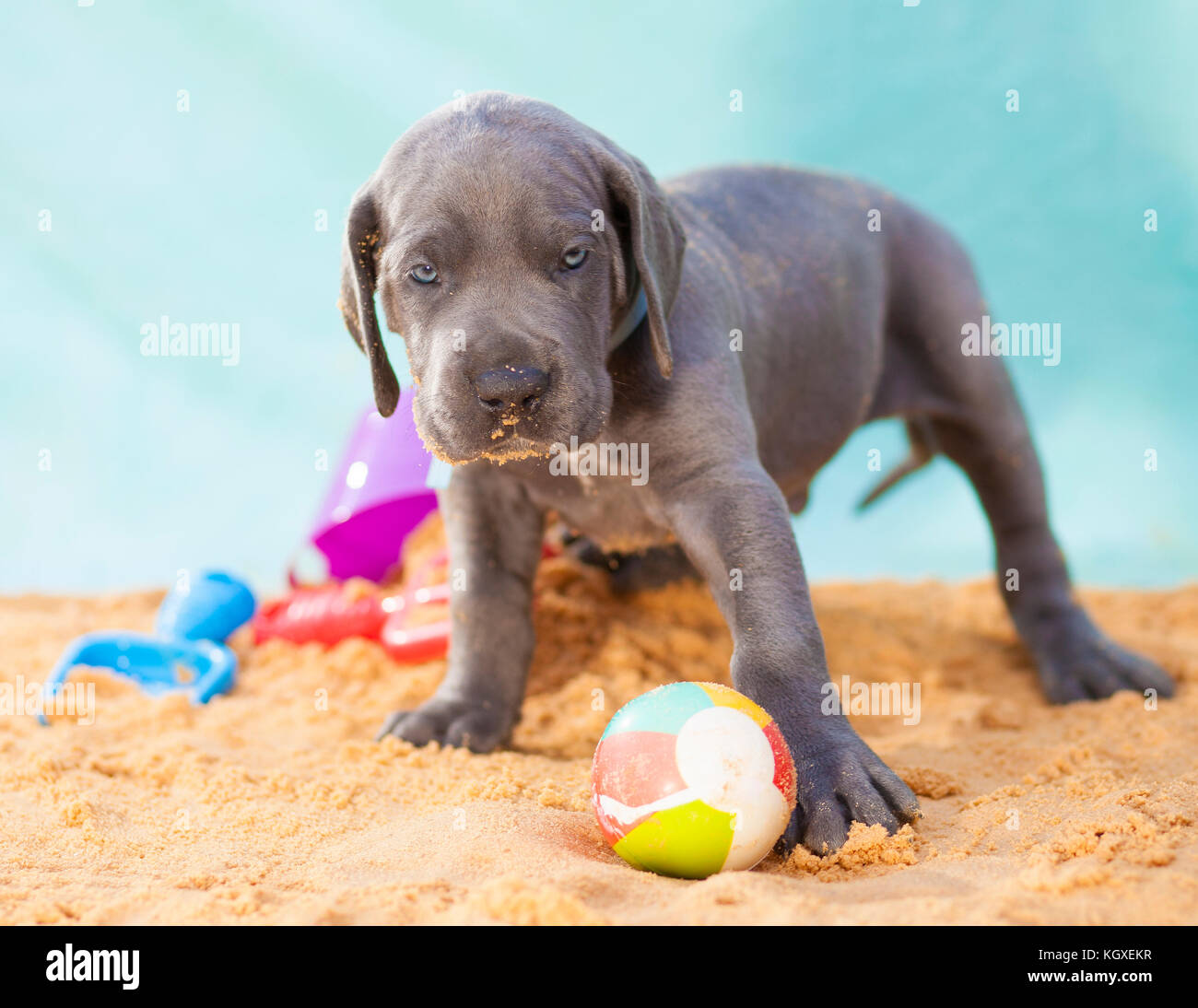 Guarding ball hi-res stock photography and images - Alamy