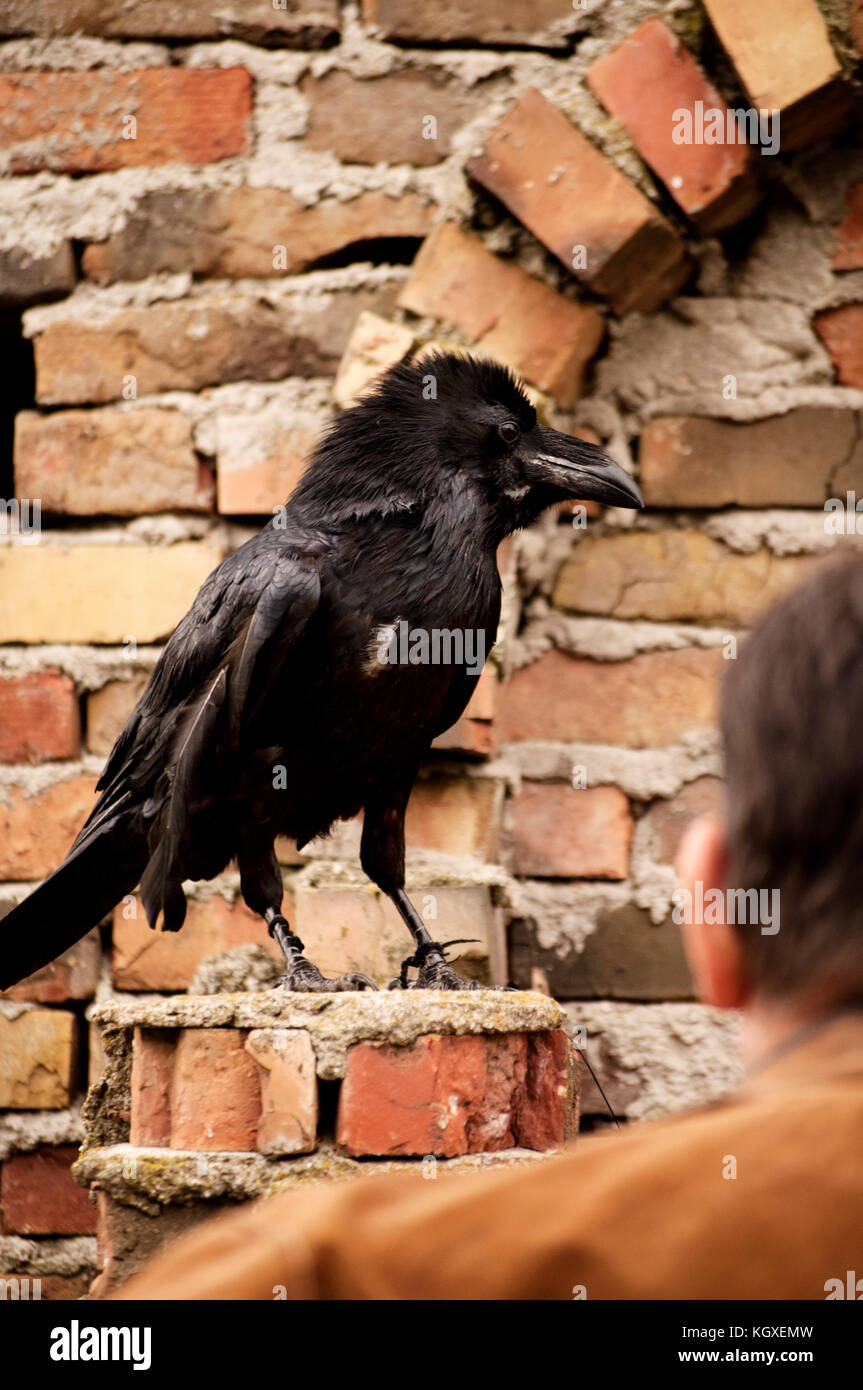 Raven bird human hi-res stock photography and images - Alamy
