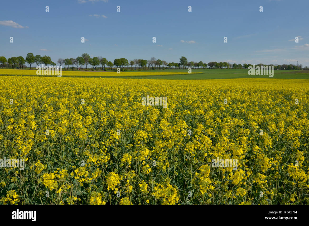 A rural landscape: fields of yellow canola and growing cereal Stock ...