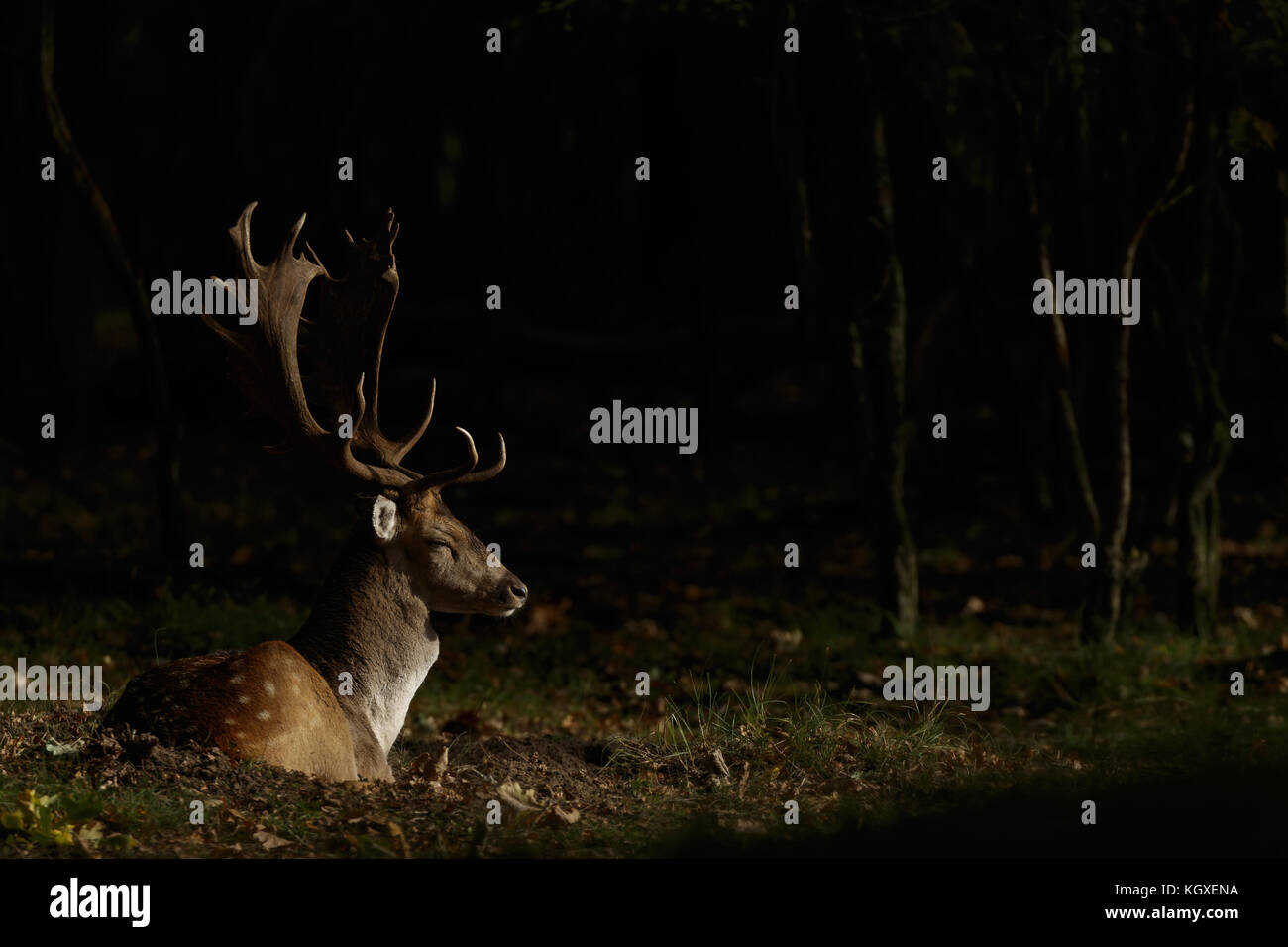 Fallow deer during mating season Stock Photo - Alamy