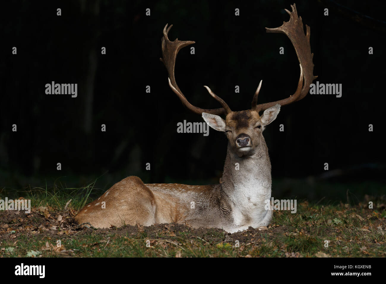 Fallow deer during mating season Stock Photo - Alamy