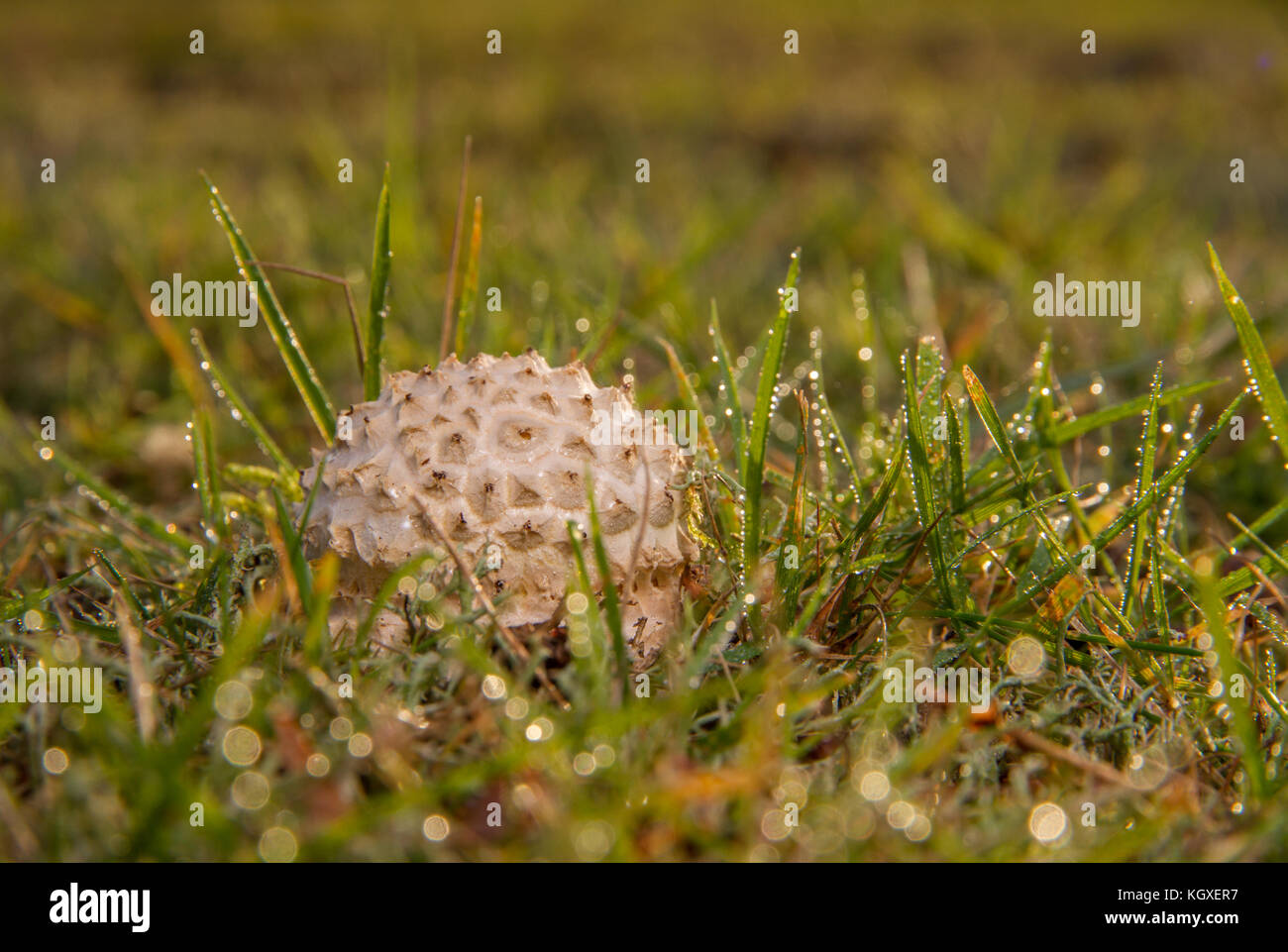 Fly Agaric in it's button stage Stock Photo - Alamy